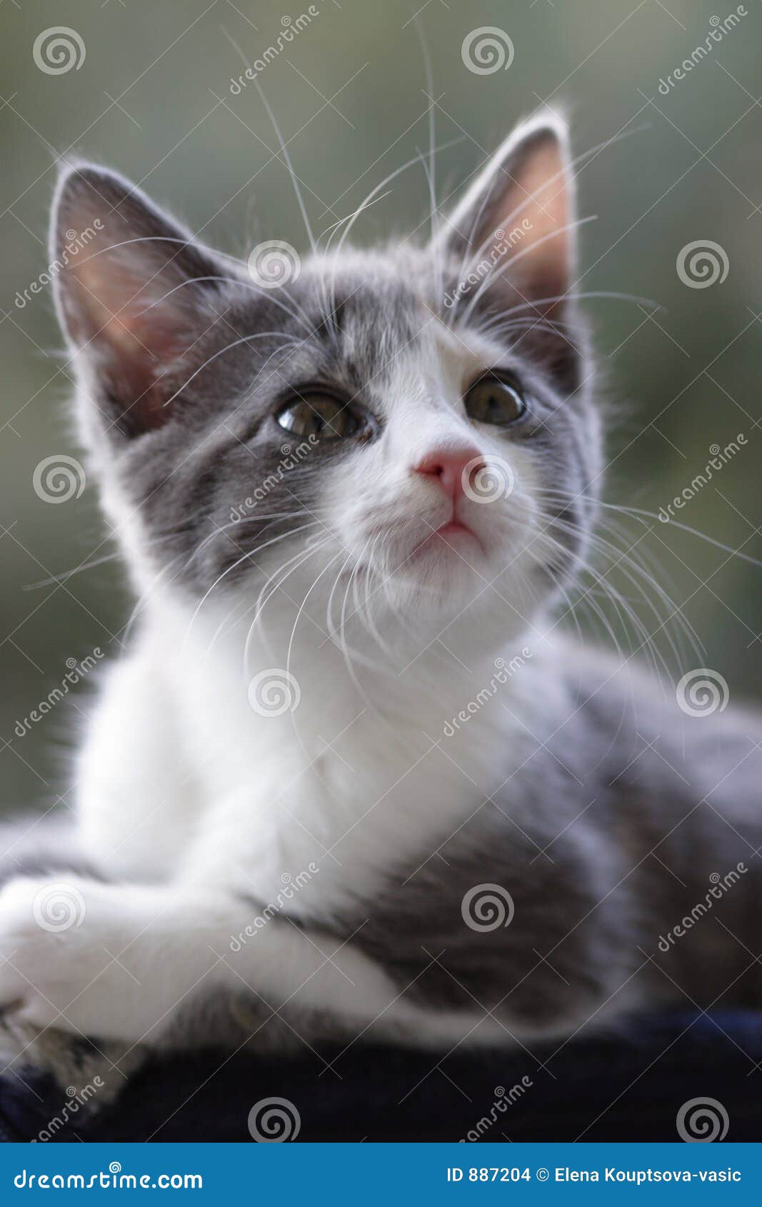 Curious cat stock photo. Image of lovely, attention, soft - 887204