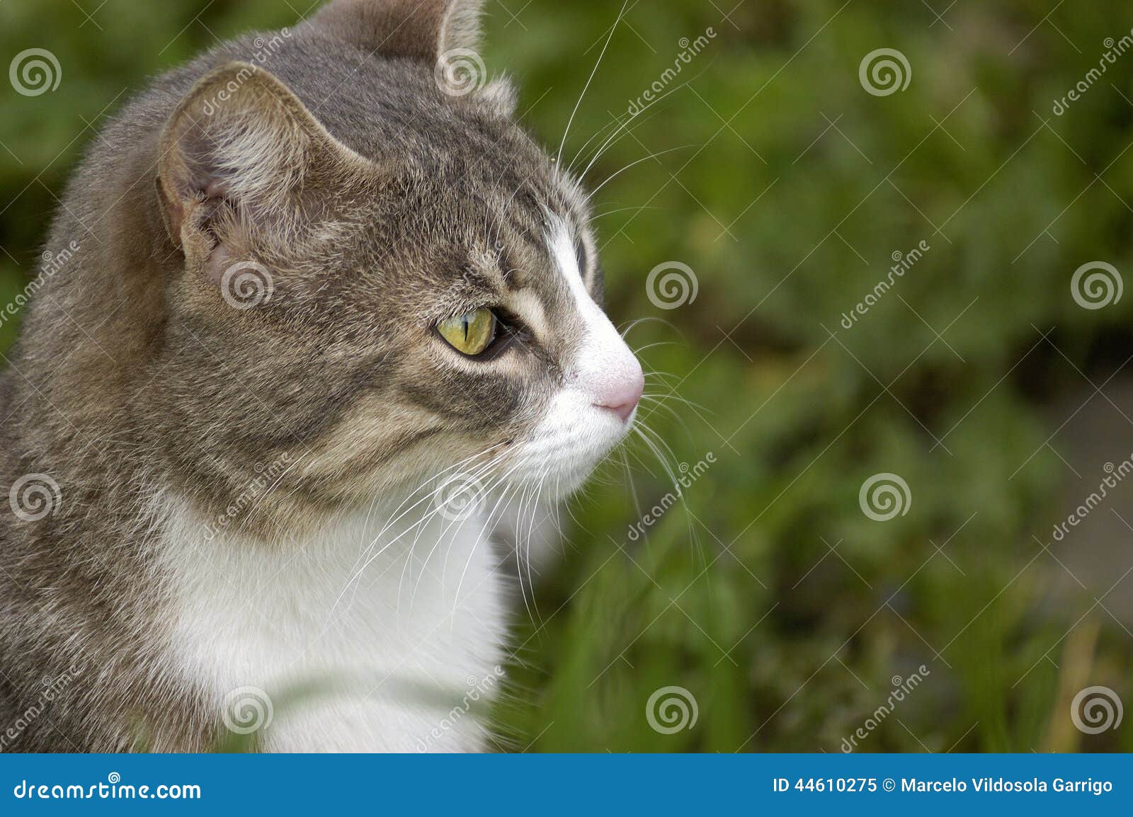 Curious Cat stock image. Image of attentive, curious - 44610275