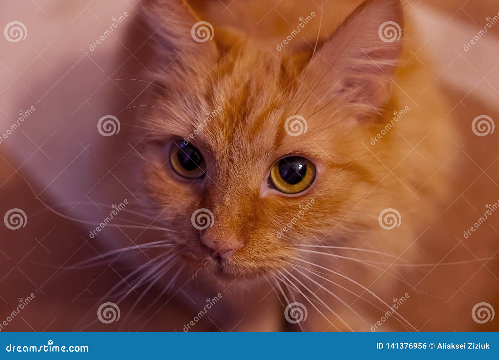 Curious cat, close-up. stock photo. Image of watching - 141376956