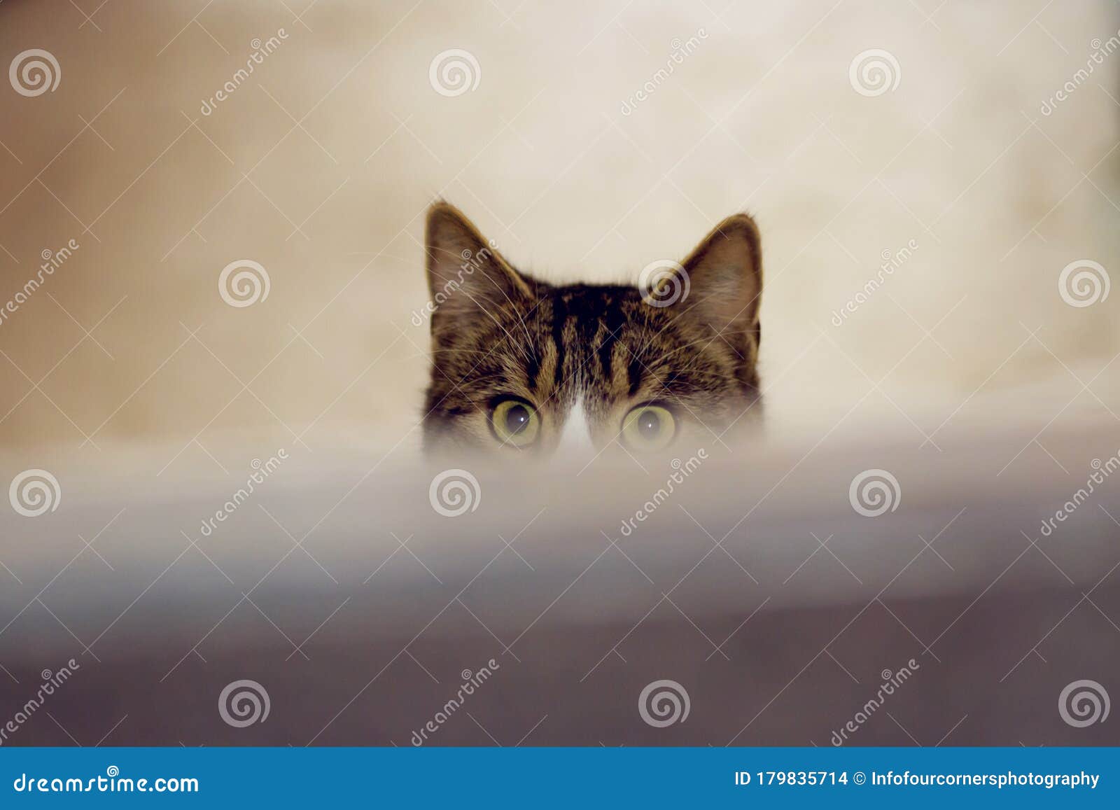 Curious cat stock photo. Image of furry, smart, eyes - 179835714