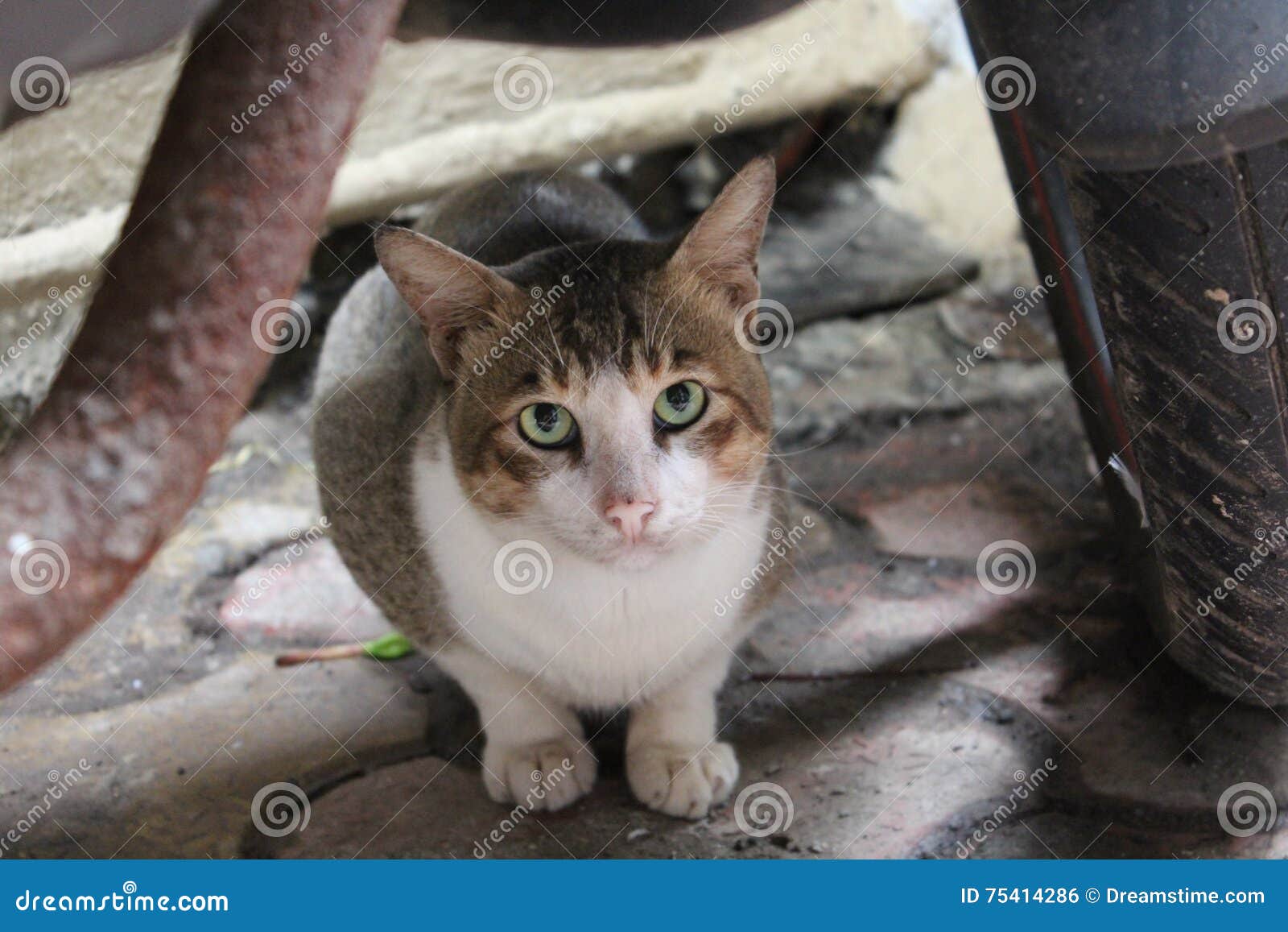 Curious cat stock photo. Image of intimidated, bike, staring - 75414286