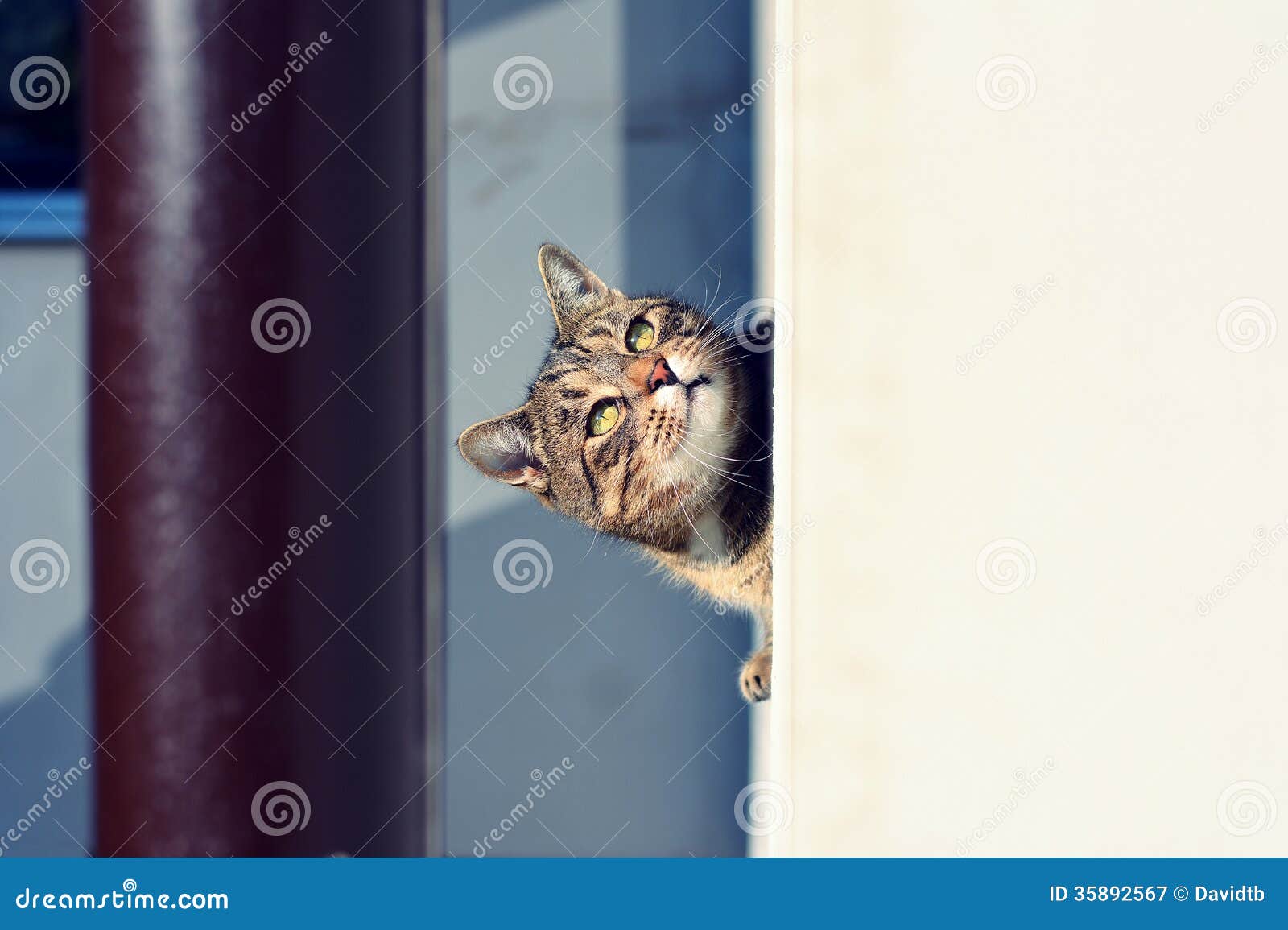 Curious cat stock image. Image of playful, cute, house - 35892567