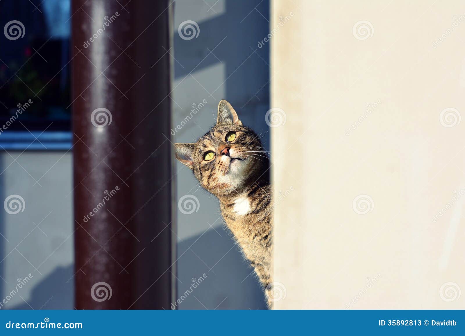 Curious cat stock image. Image of hair, purebred, face - 35892813