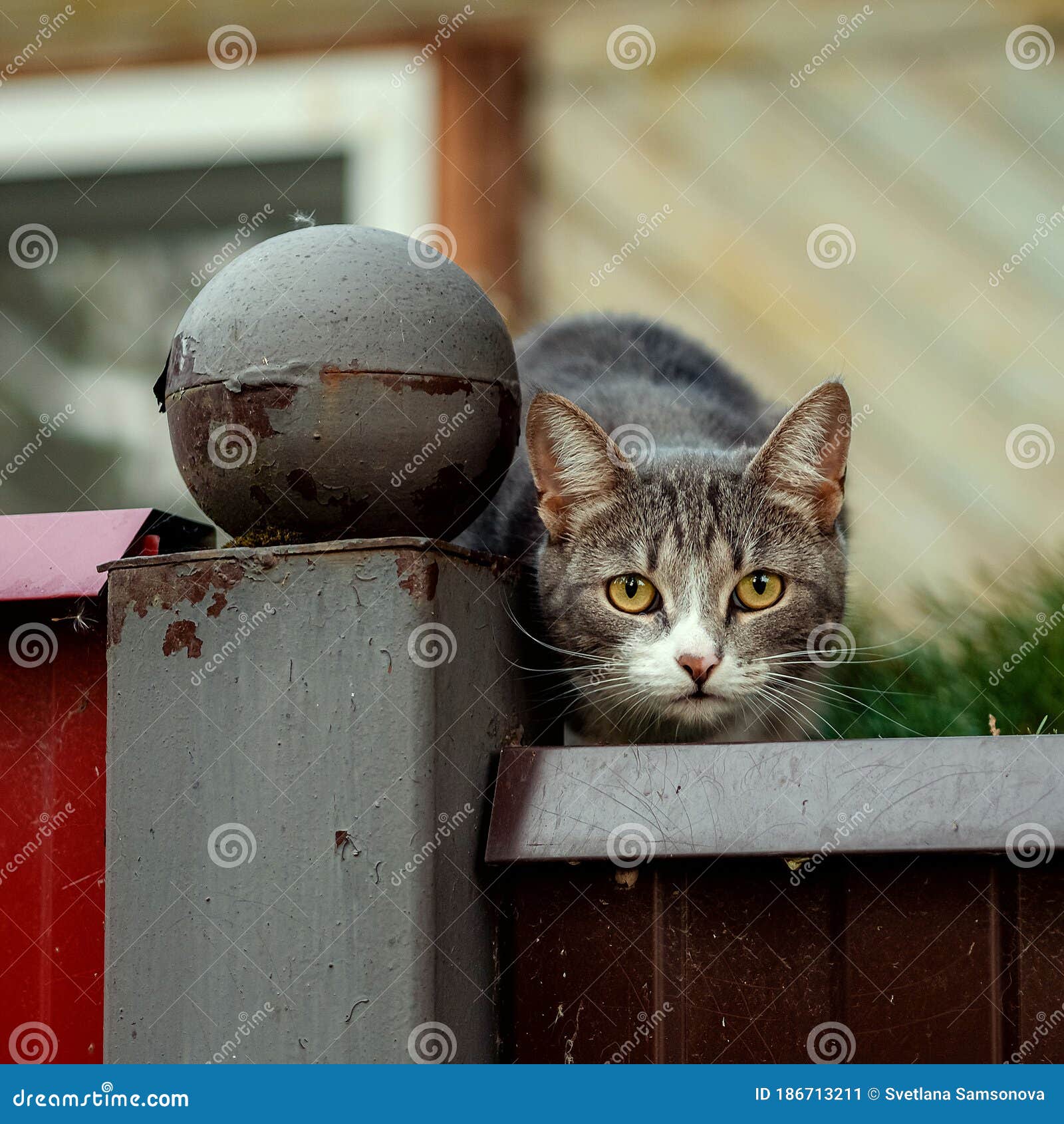 Curious Cat Exploring the World Stock Image - Image of kind, curious ...
