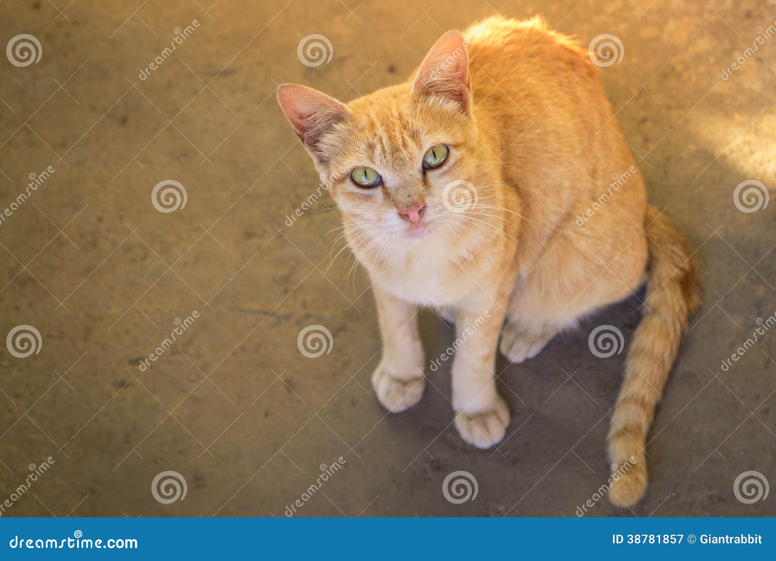 Curious Cat stock image. Image of adorable, domestic - 38781857