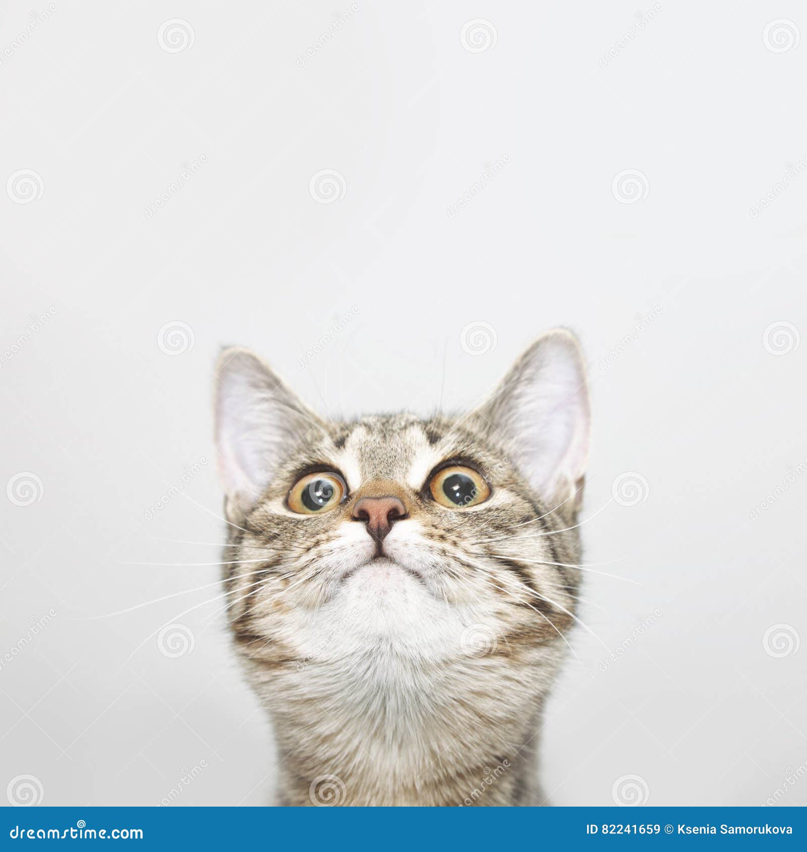 Curious Cat Face Looking Up Stock Image - Image of animal, kitten: 82241659