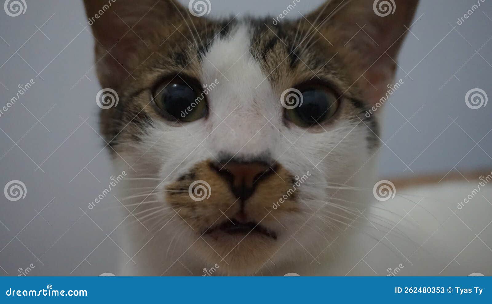 Curious cat face stock image. Image of cute, meow, curious - 262480353