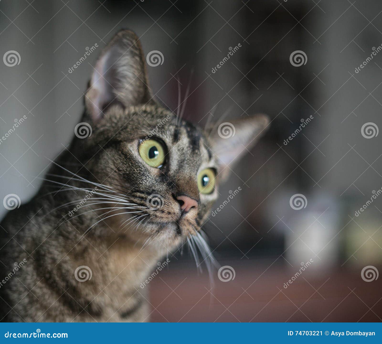 Curious cat stock image. Image of curious, domestic, curiousity - 74703221