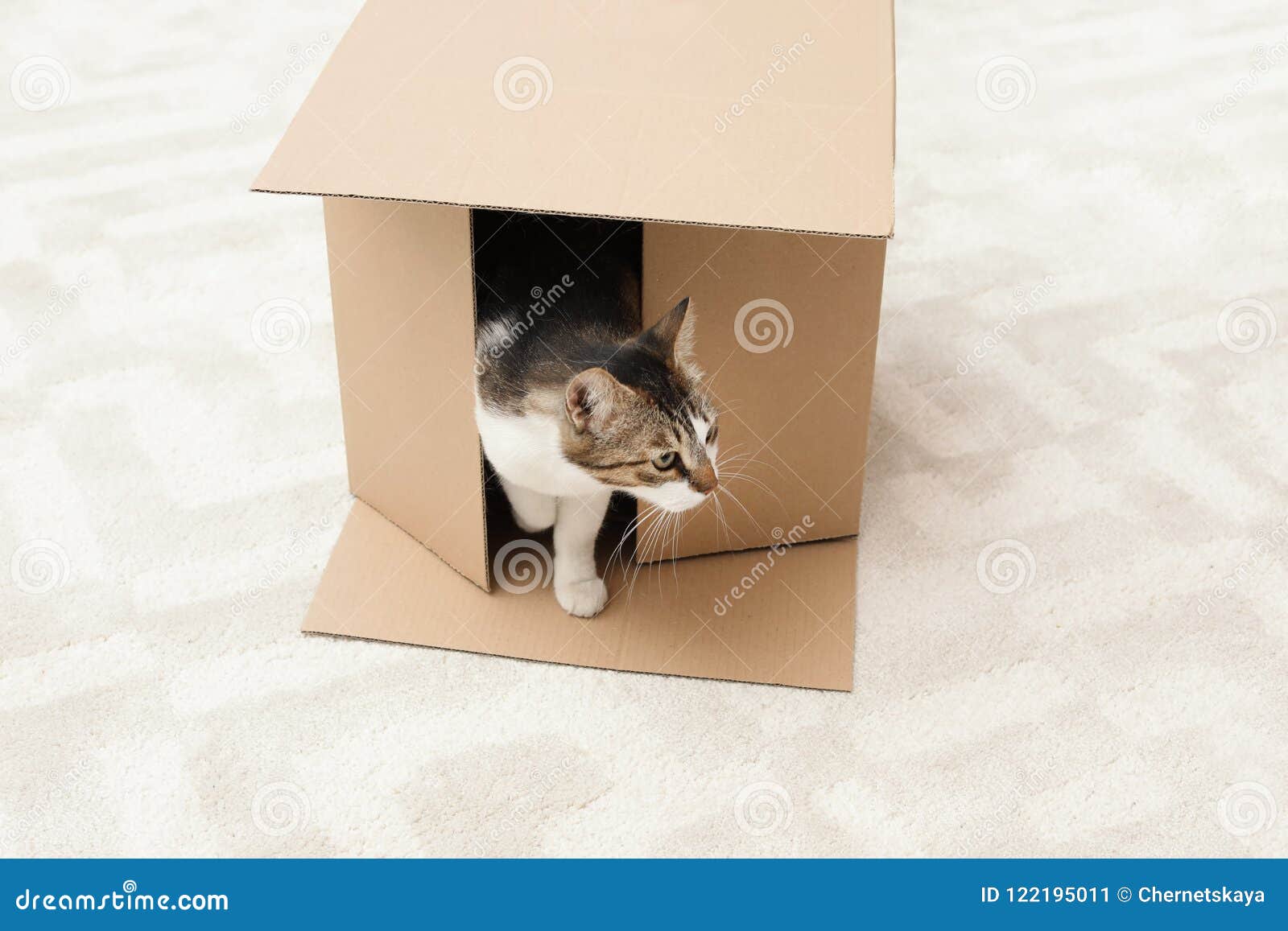 Curious Cat Getting Out of Box Stock Image - Image of container, lovely ...