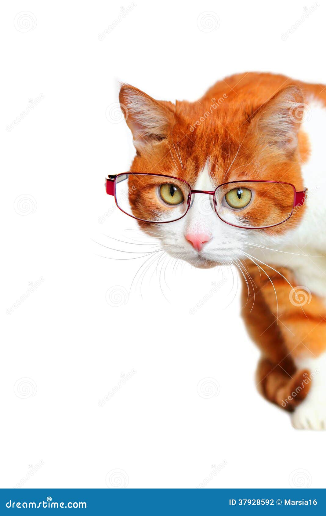 Curious Cat with Glasses Peeping Side Stock Photo - Image of peeping ...