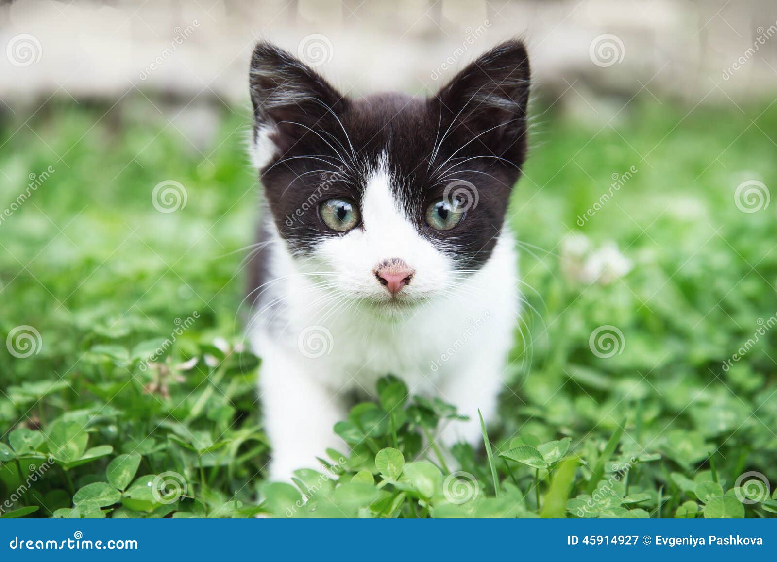 Curious Cat stock image. Image of posing, clover, green - 45914927
