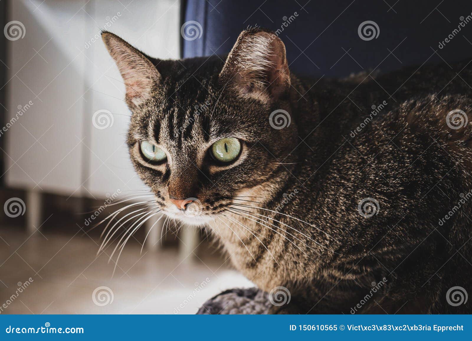 Curious cat stock image. Image of curious, looking, details - 150610565
