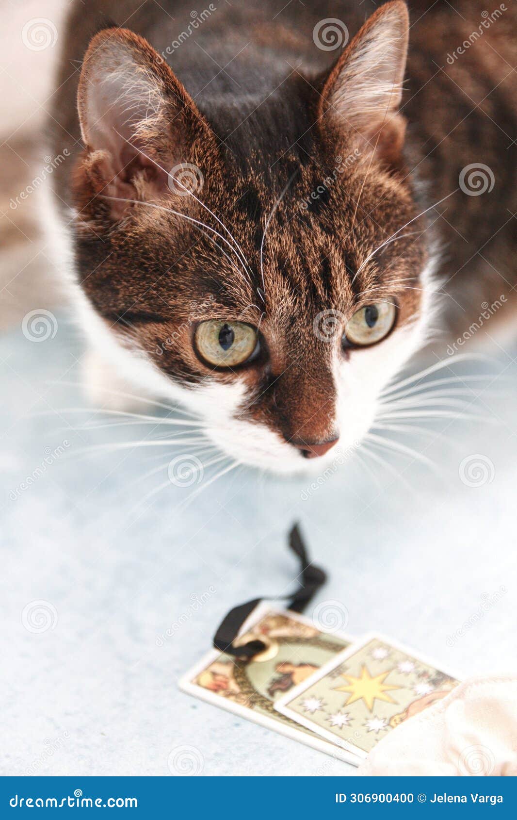 Curious cat looking stock photo. Image of house, skin - 306900400