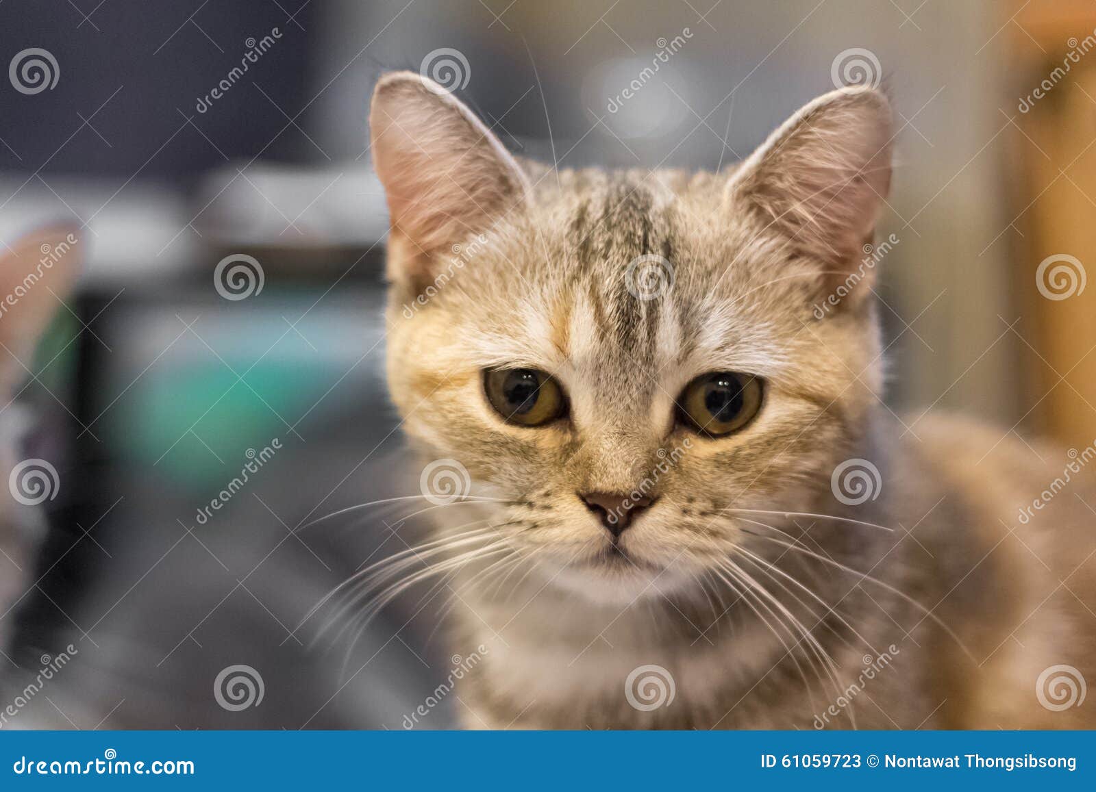 Curious cat stock image. Image of looking, baby, nature - 61059723