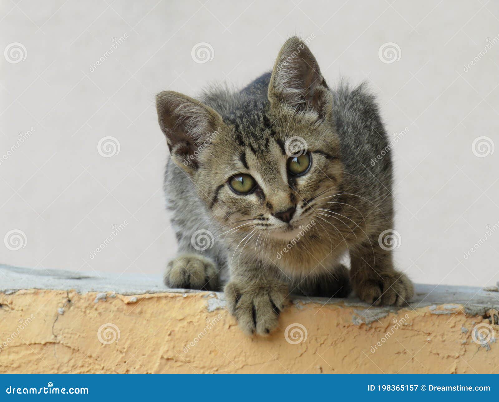 Curious cat looking at you stock image. Image of kitten - 198365157