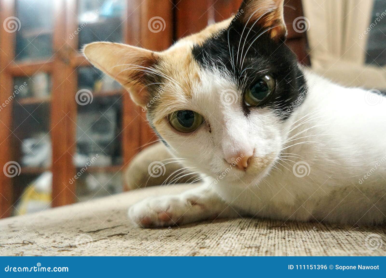 A face of a curious cat stock photo. Image of light - 111151396