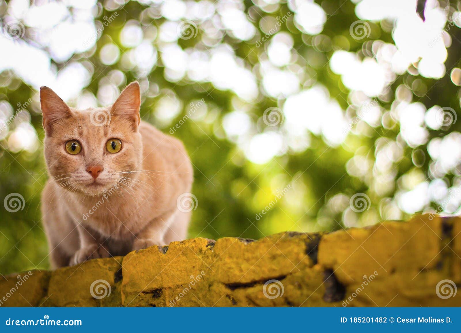 Curious Cat Over a Stone Brick Stock Photo - Image of brick, bokeh ...