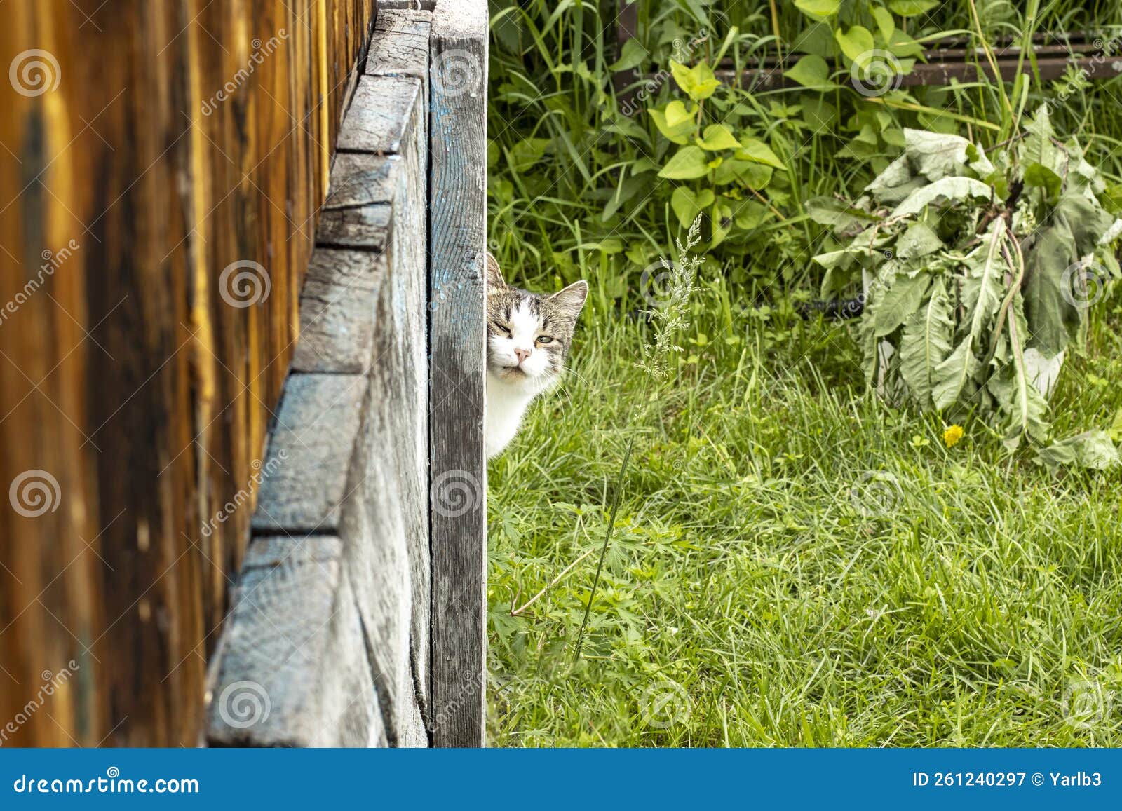 Curious Cat Peeking Around the Corner of the House Stock Image - Image ...