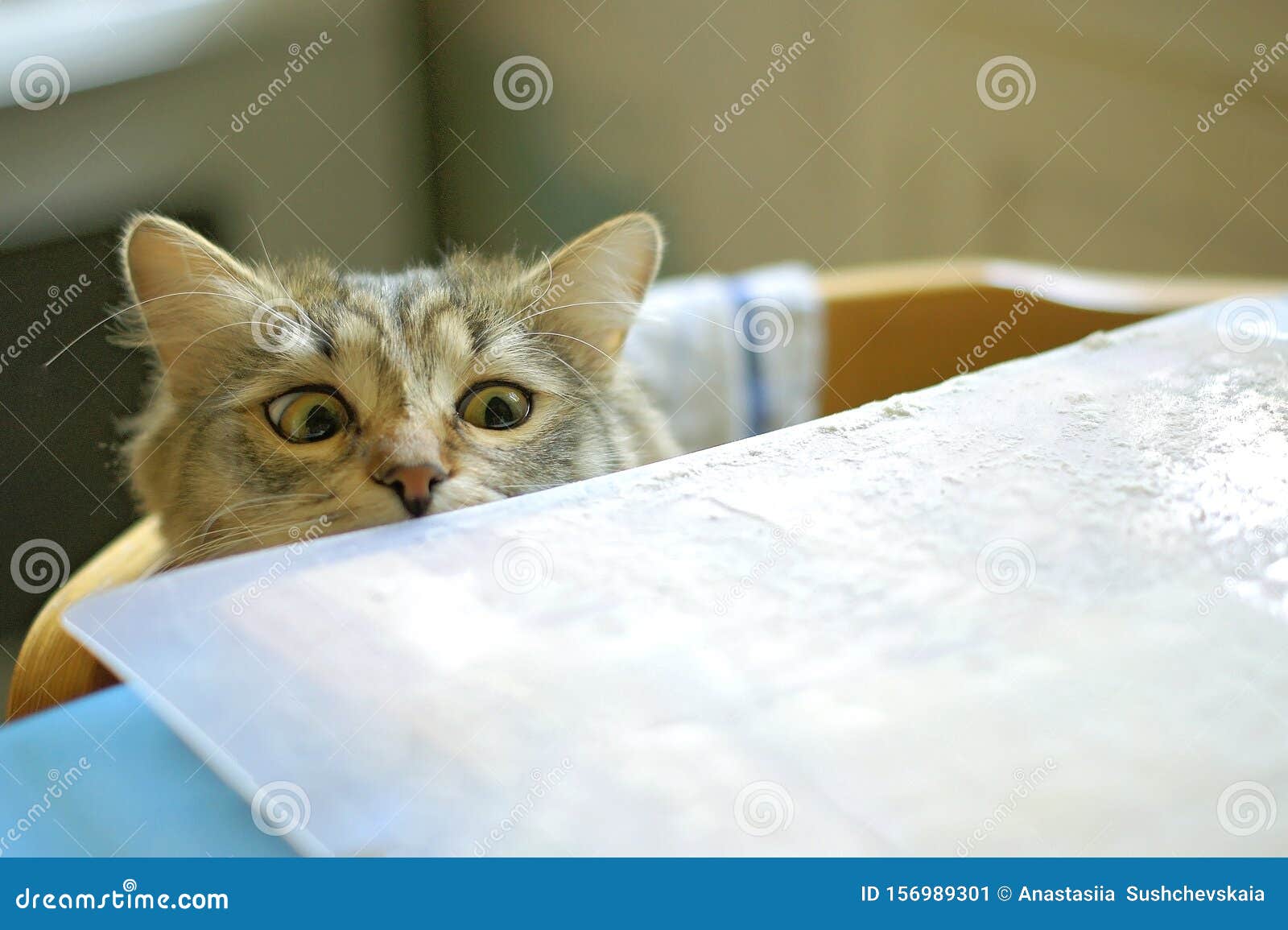 Curious Cat Peeps at the Table Stock Image - Image of peeps, sweet ...