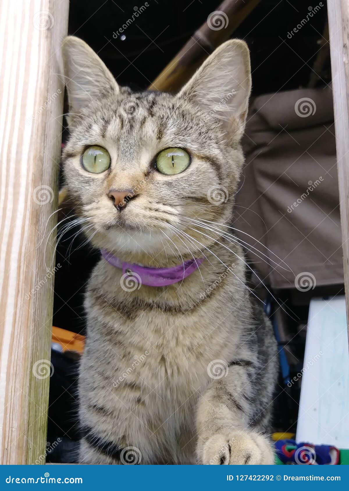 Curious cat stock photo. Image of serious, furry, eyes - 127422292