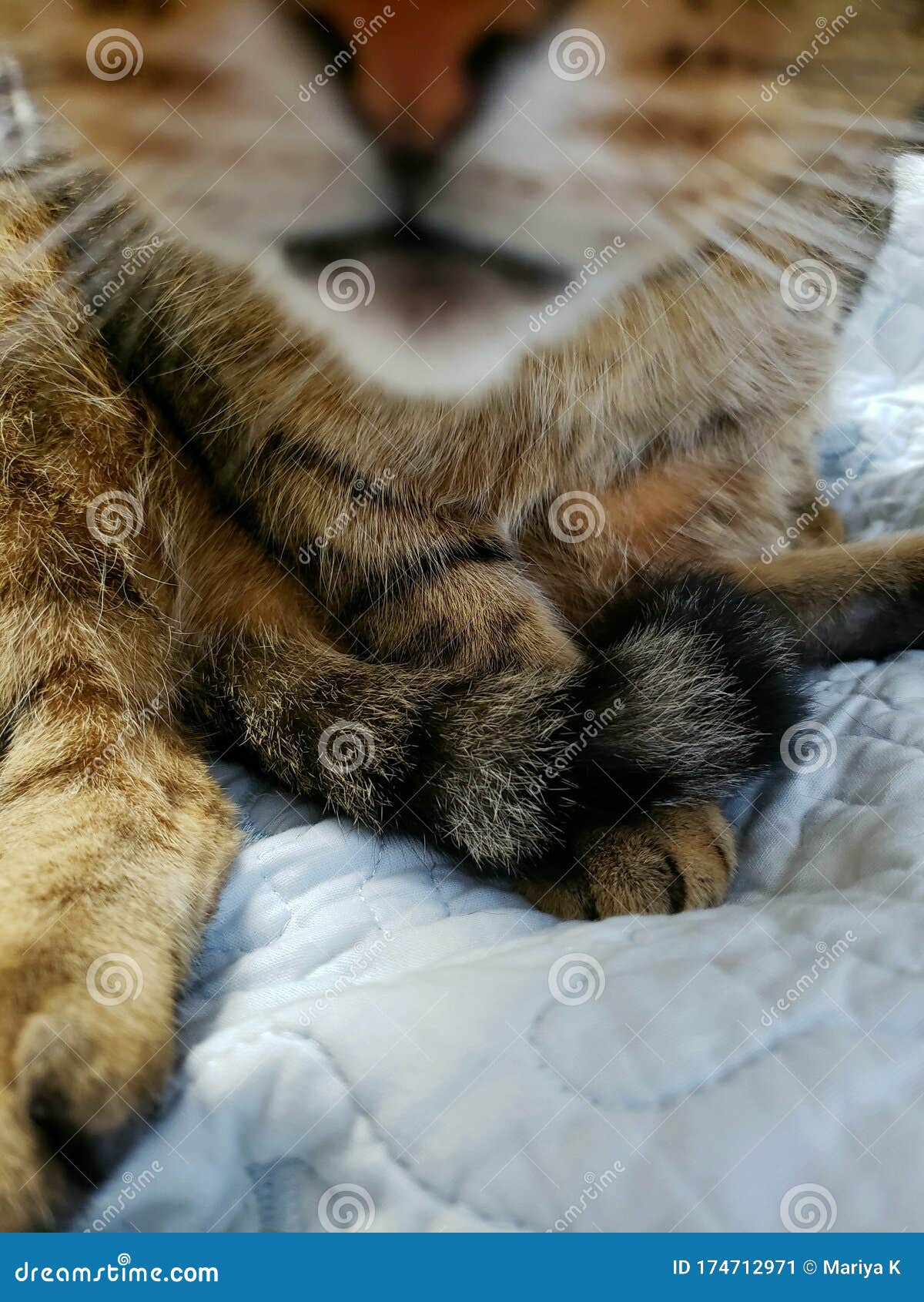 Curious Cat stock image. Image of animals, tail, fieldofdepth - 174712971