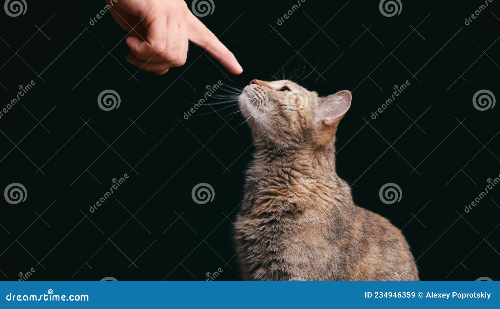 Curious Cat Sniffs a Human Hand. Stock Video - Video of striped, sniff ...