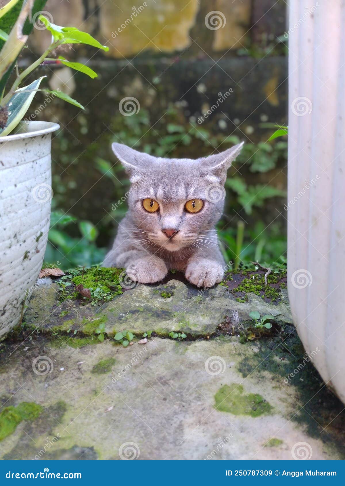 Curious Cat Stalking Its Prey Stock Image - Image of stalking, curious ...