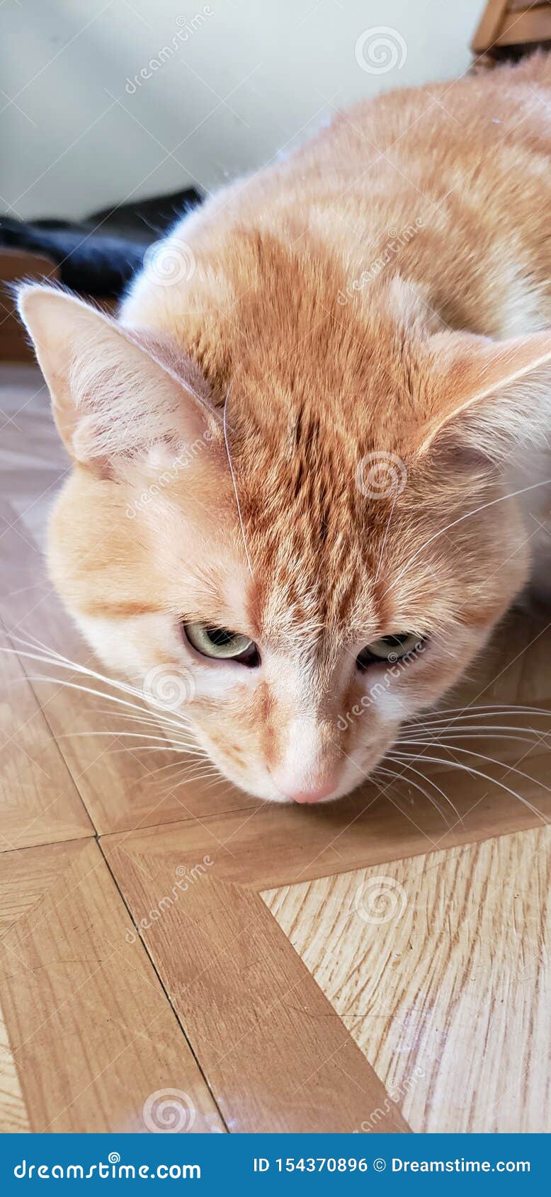 Curious Cat Stalking stock photo. Image of prey, curious - 154370896