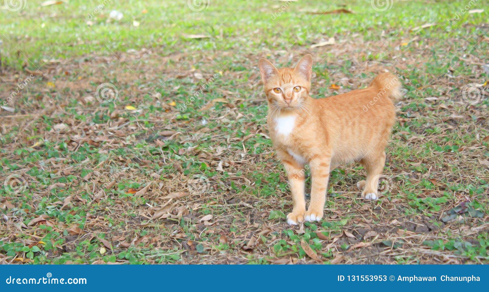 Curious Cat Standing and Looking Forward at Garden,asia Cat Stock Image ...