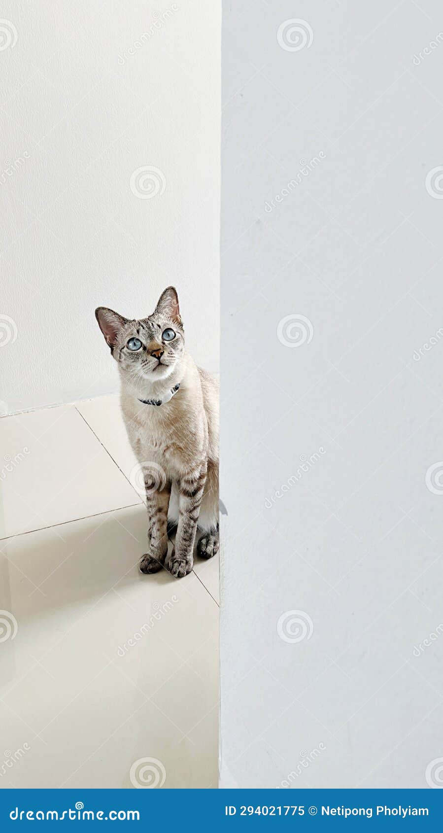 A curious cat stock image. Image of ceiling, mammal - 294021775