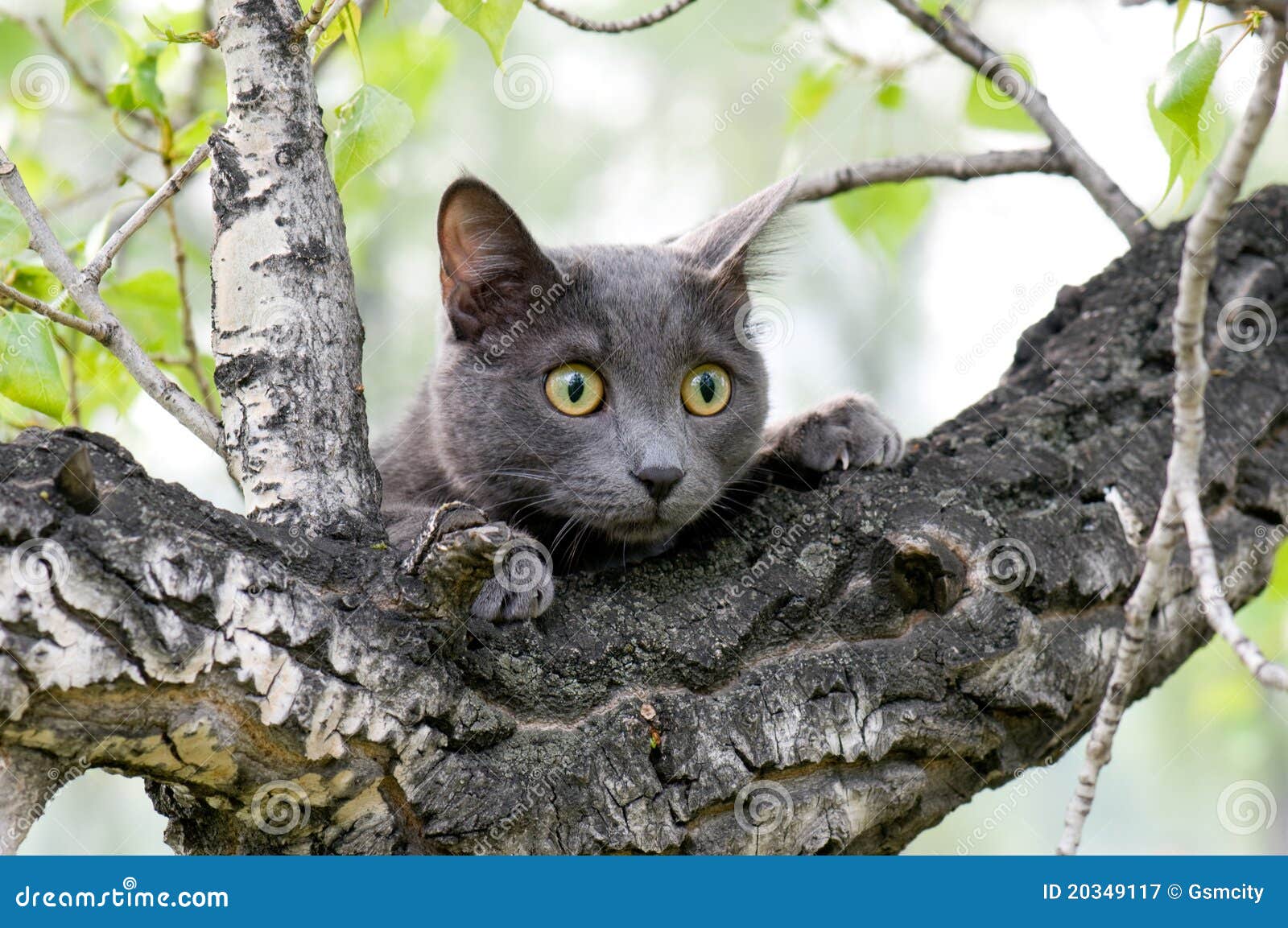 Curious cat on a tree stock image. Image of birch, bark - 20349117