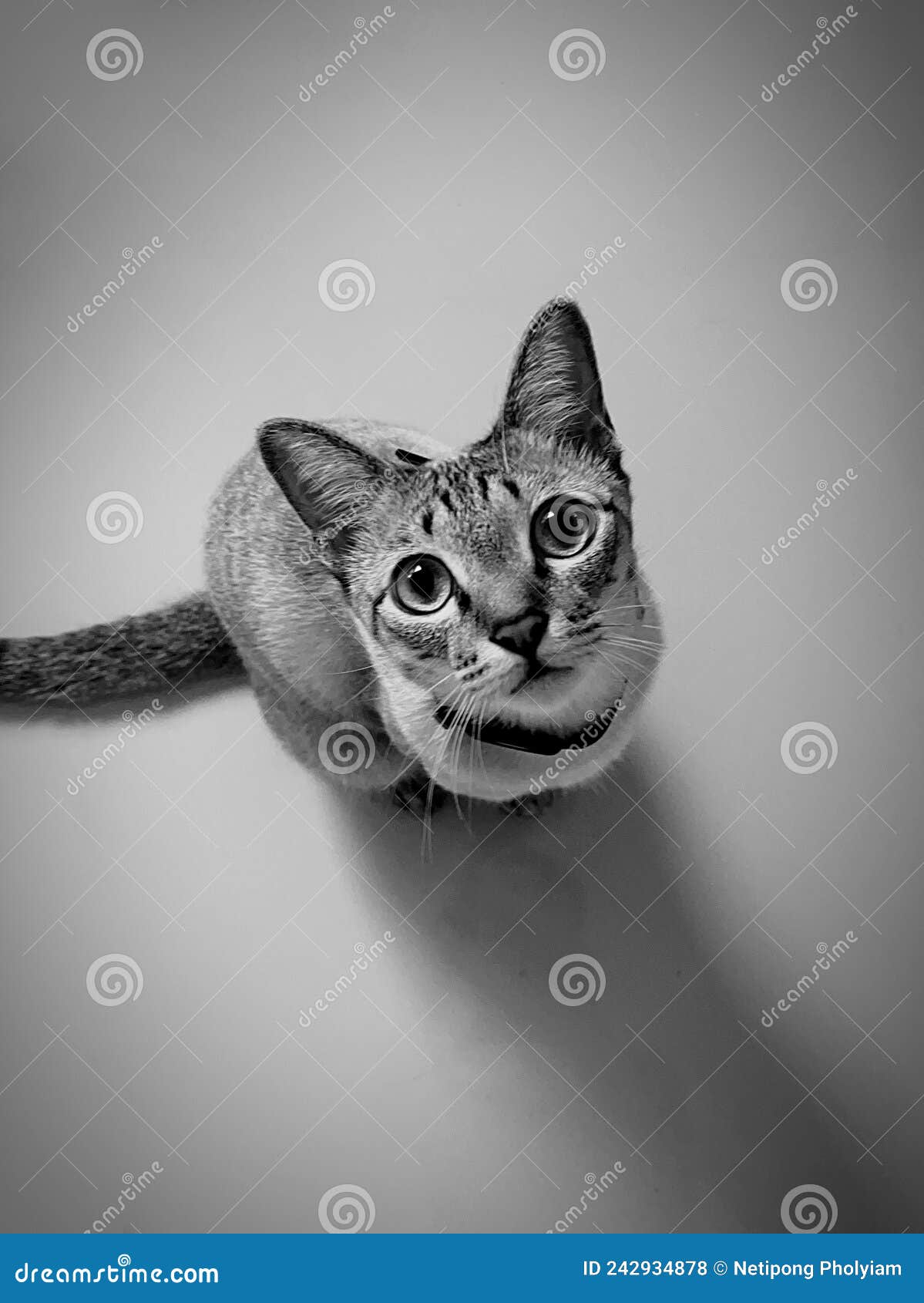 A curious cat stock photo. Image of white, black, view - 242934878