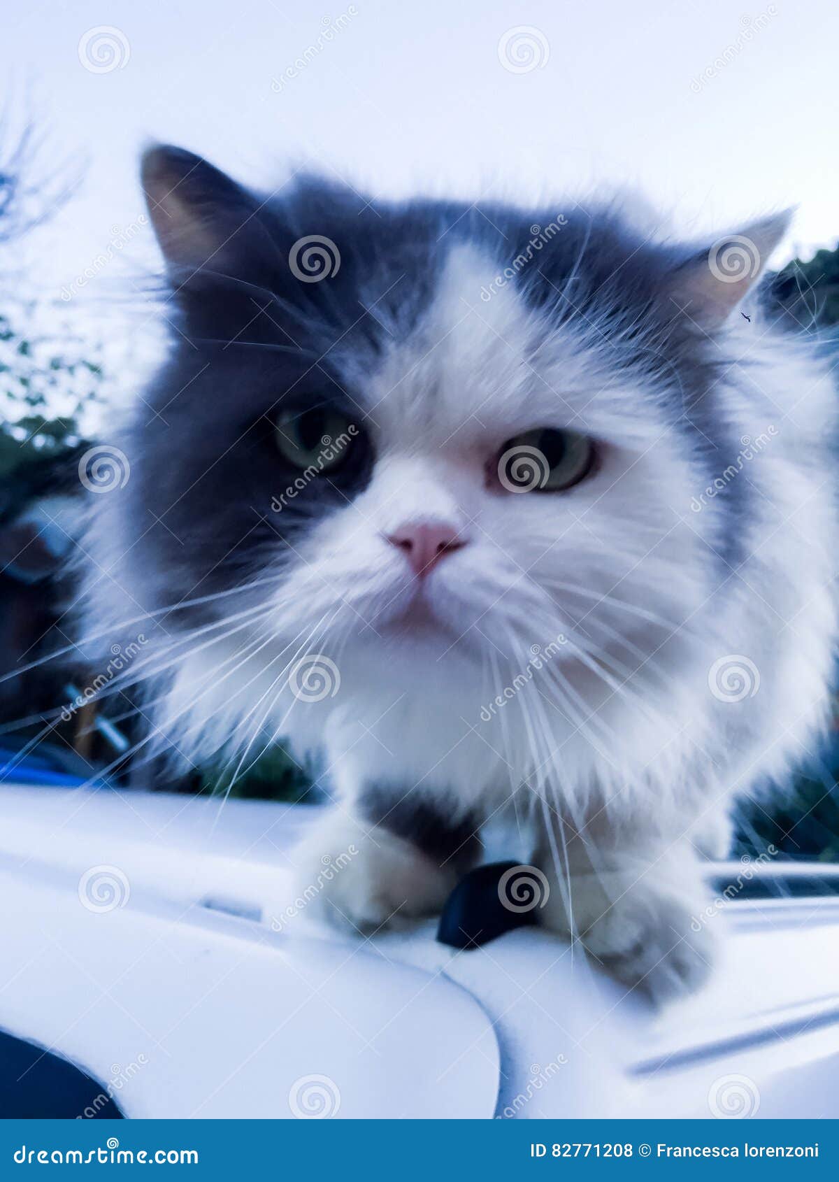 Curious Cat stock photo. Image of white, awsome, domestic - 82771208