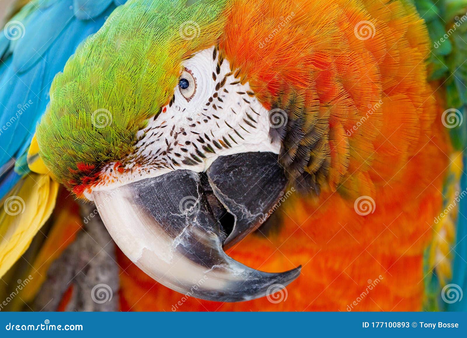 Curious Catalina Macaw stock image. Image of animals - 177100893