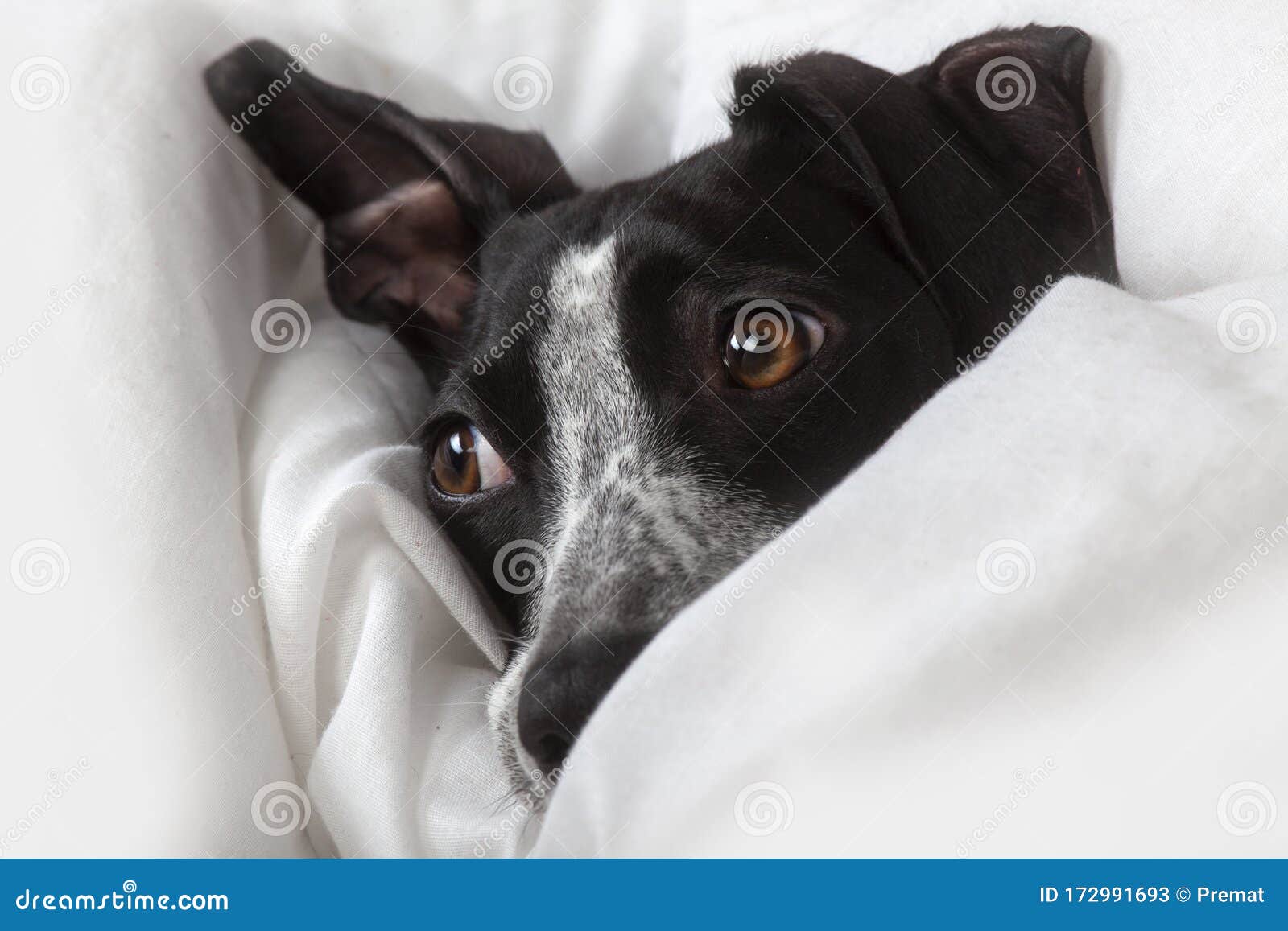 Curious about Cats Around Her Stock Image - Image of nature, purebred ...