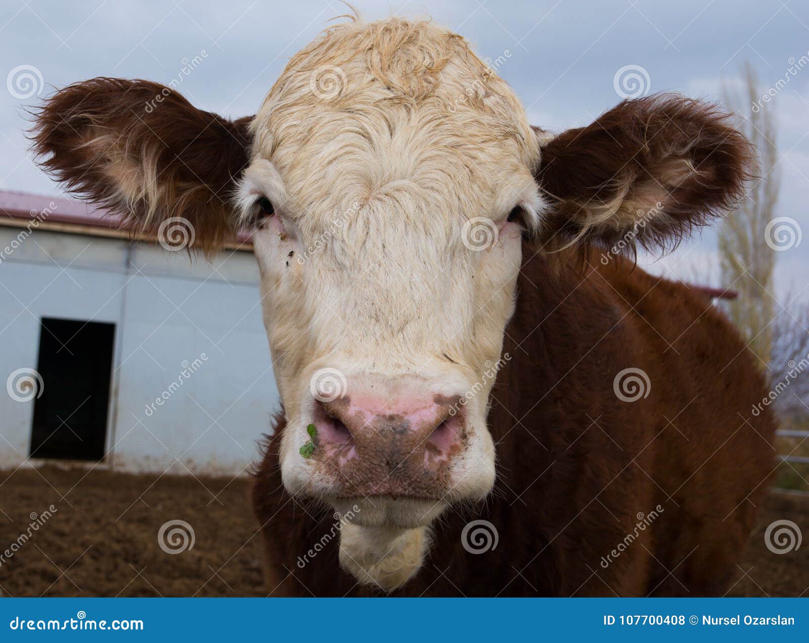 Curious cattle stock photo. Image of mottled, livestock - 107700408