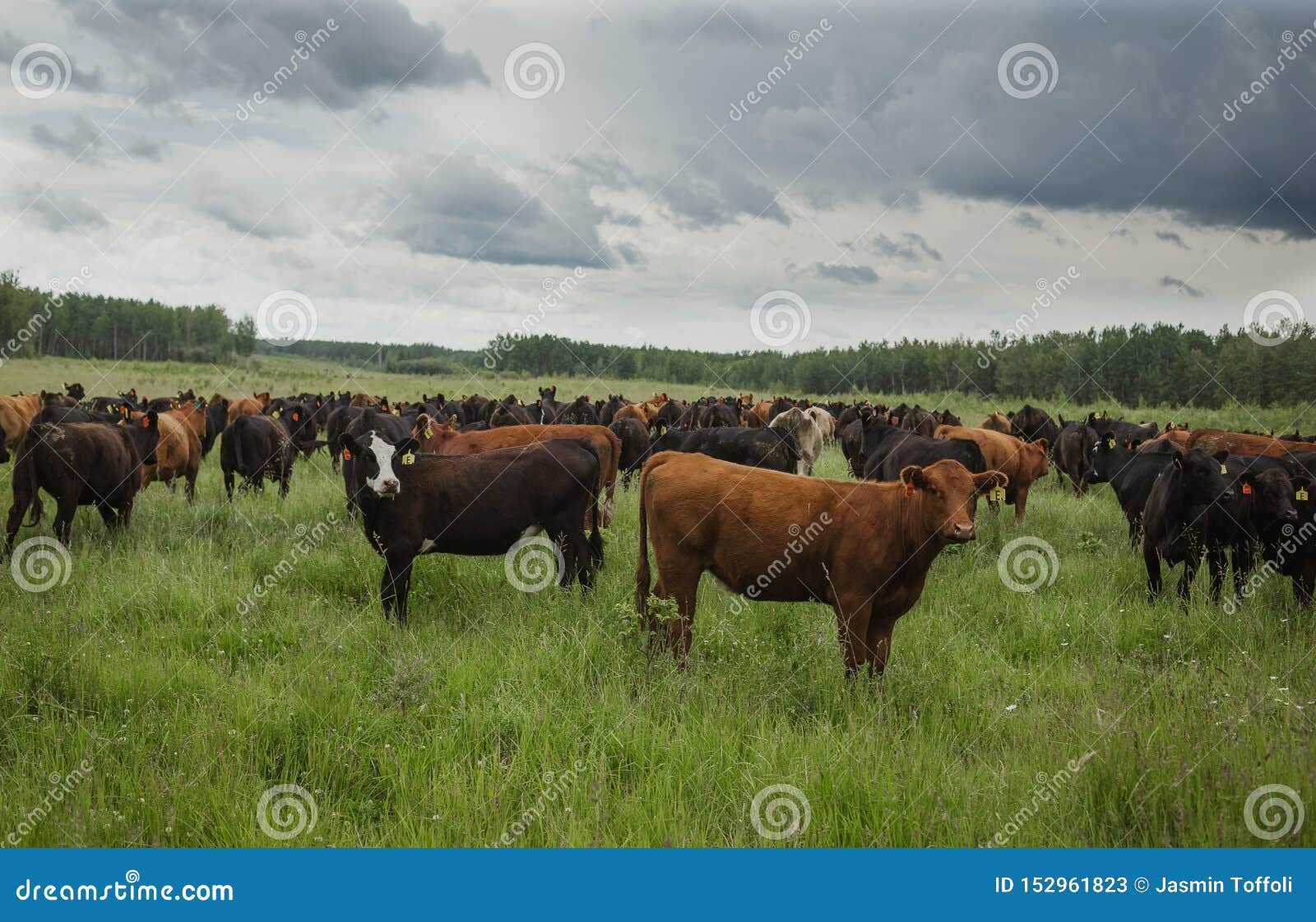 Curious Cattle Looking Back at Me Stock Image - Image of breed, canada ...