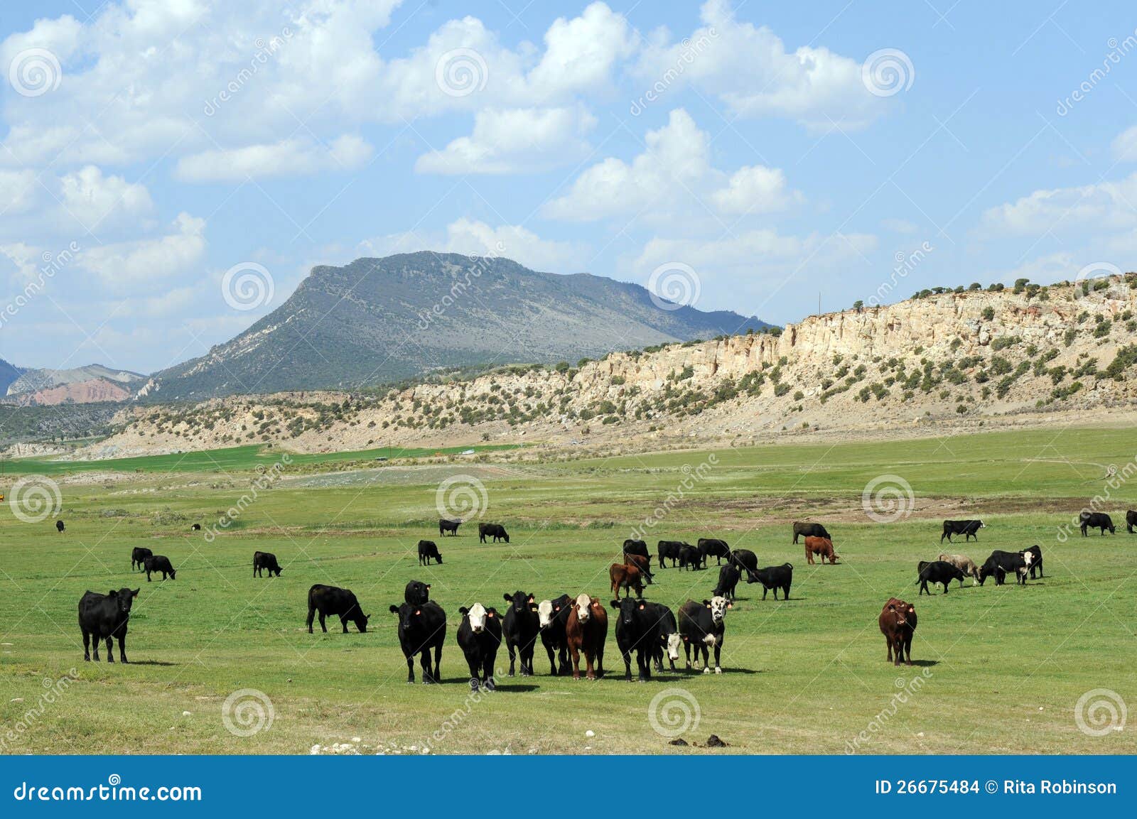 Curious cattle Utah stock photo. Image of domesticated - 26675484