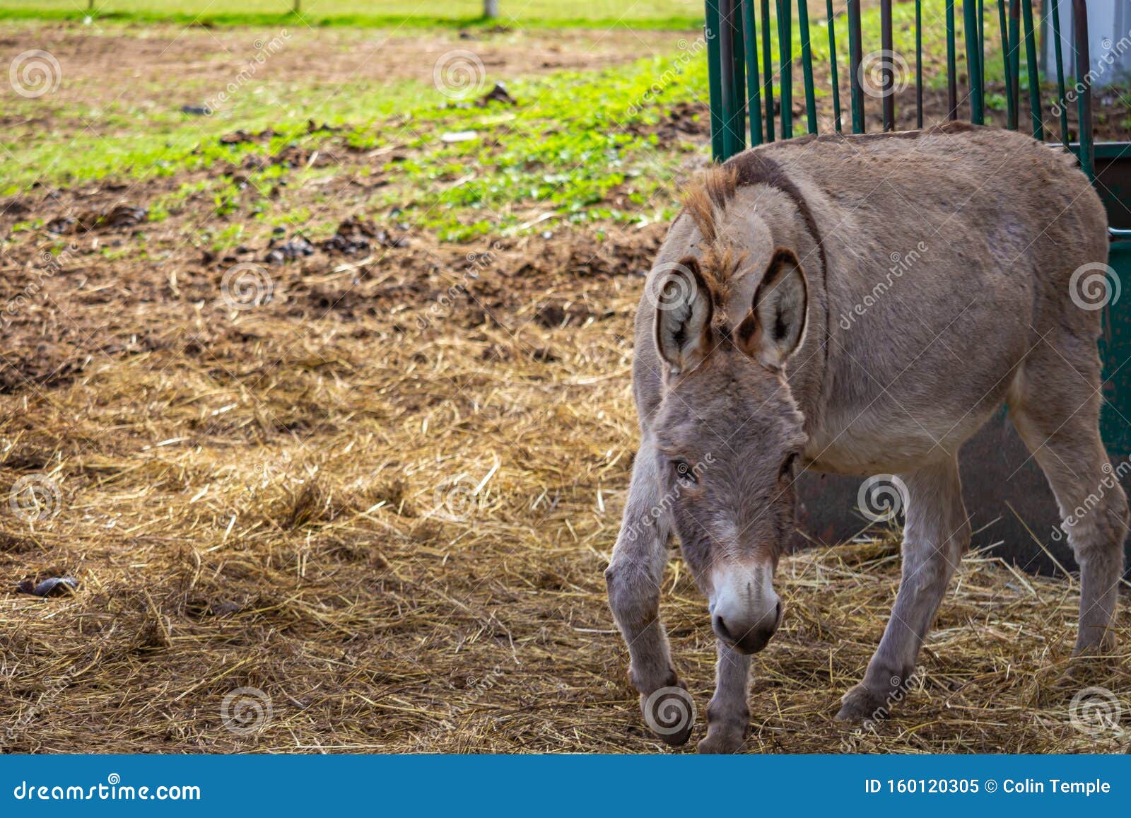 A Curious, but Cautious, Donkey Stock Image - Image of alone, animal ...
