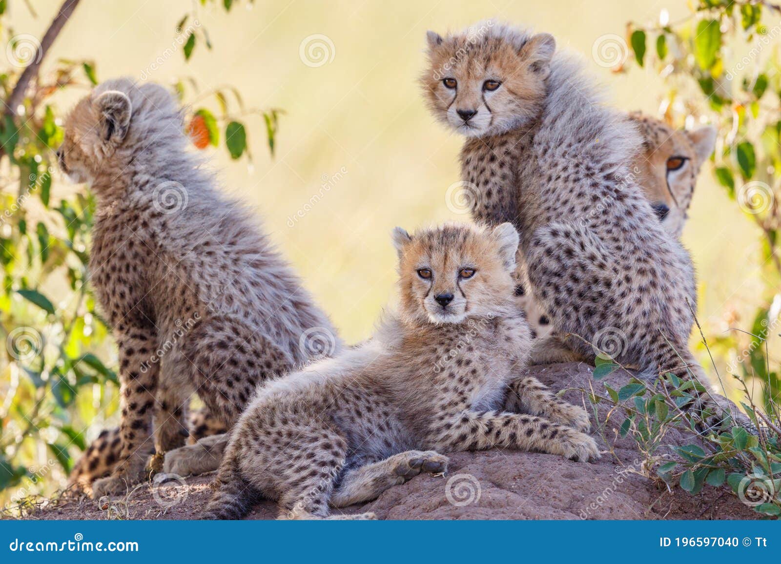 Cheetah Cubs Royalty-Free Stock Photo | CartoonDealer.com #16348821