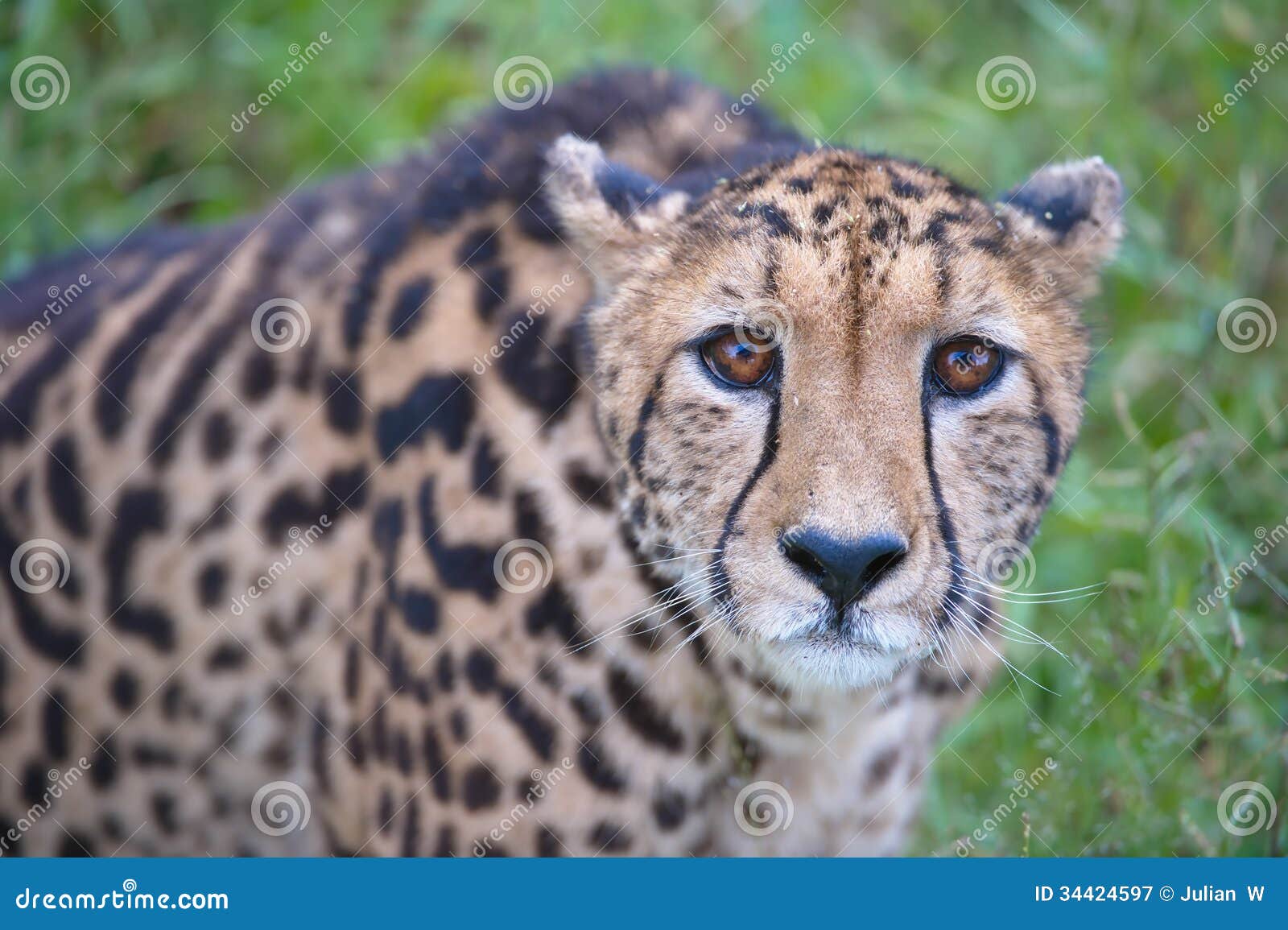 A Curious Cheetah stock image. Image of close, female - 34424597