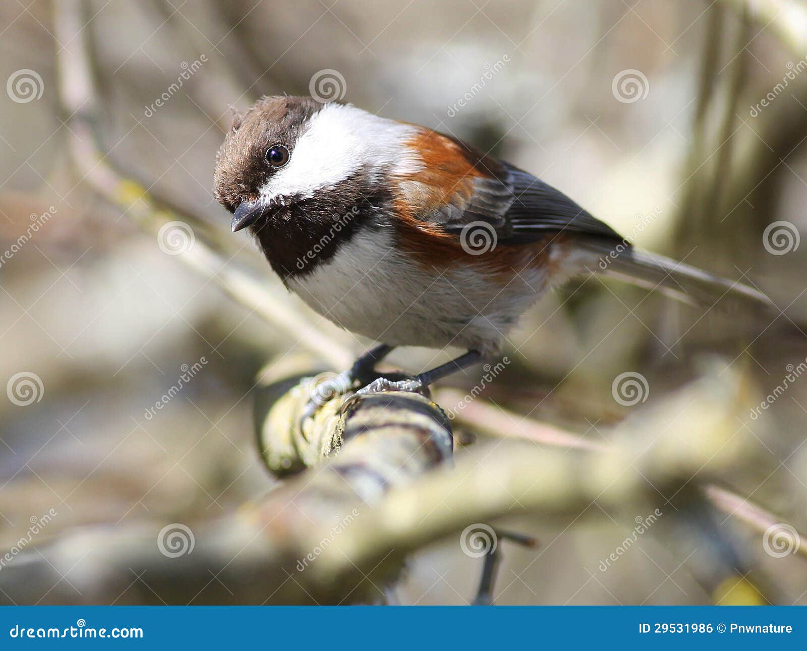 Curious Chestnut-backed Chickadee Stock Photo - Image of rufescens ...