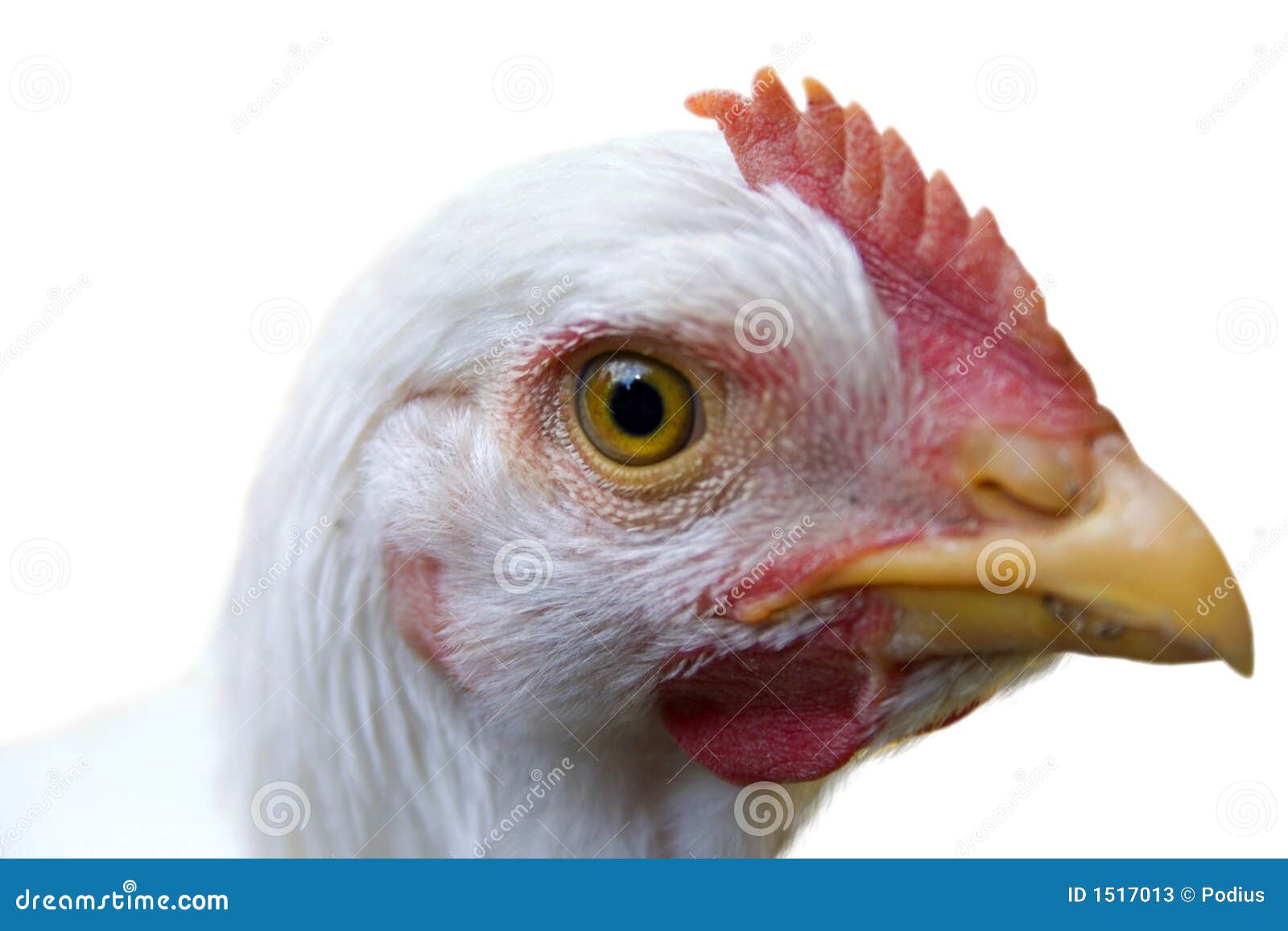 Curious Chicken stock image. Image of listen, investigate - 1517013