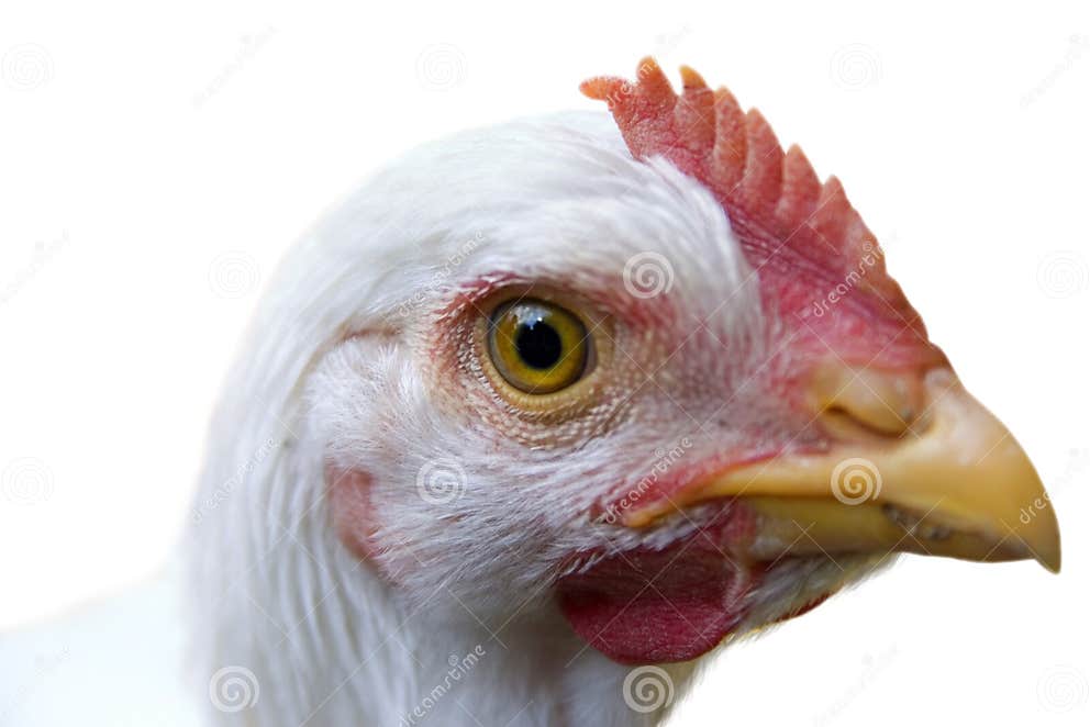 Curious Chicken stock image. Image of listen, investigate - 1517013