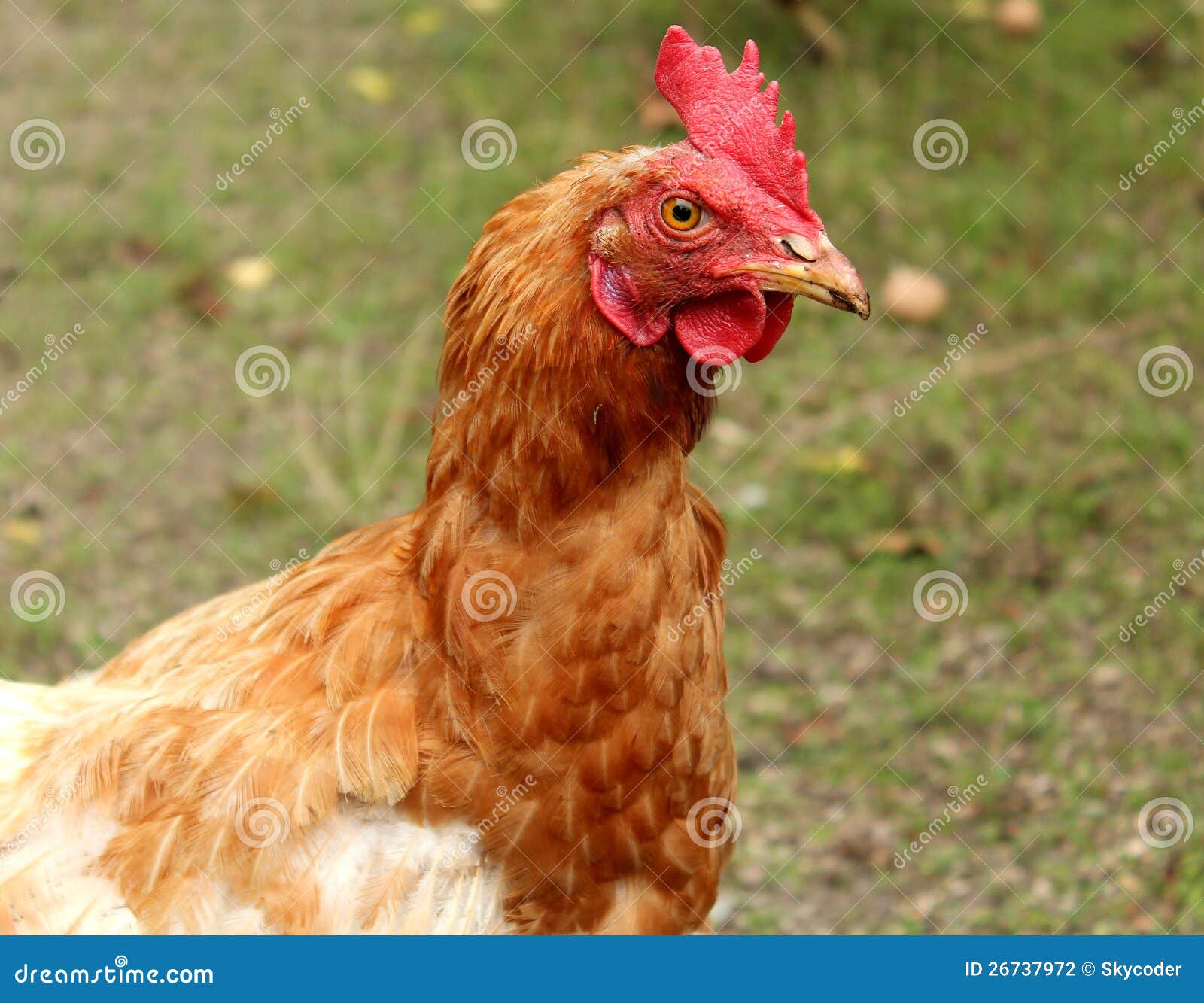 Curious chicken stock photo. Image of eyes, summer, chicken - 26737972