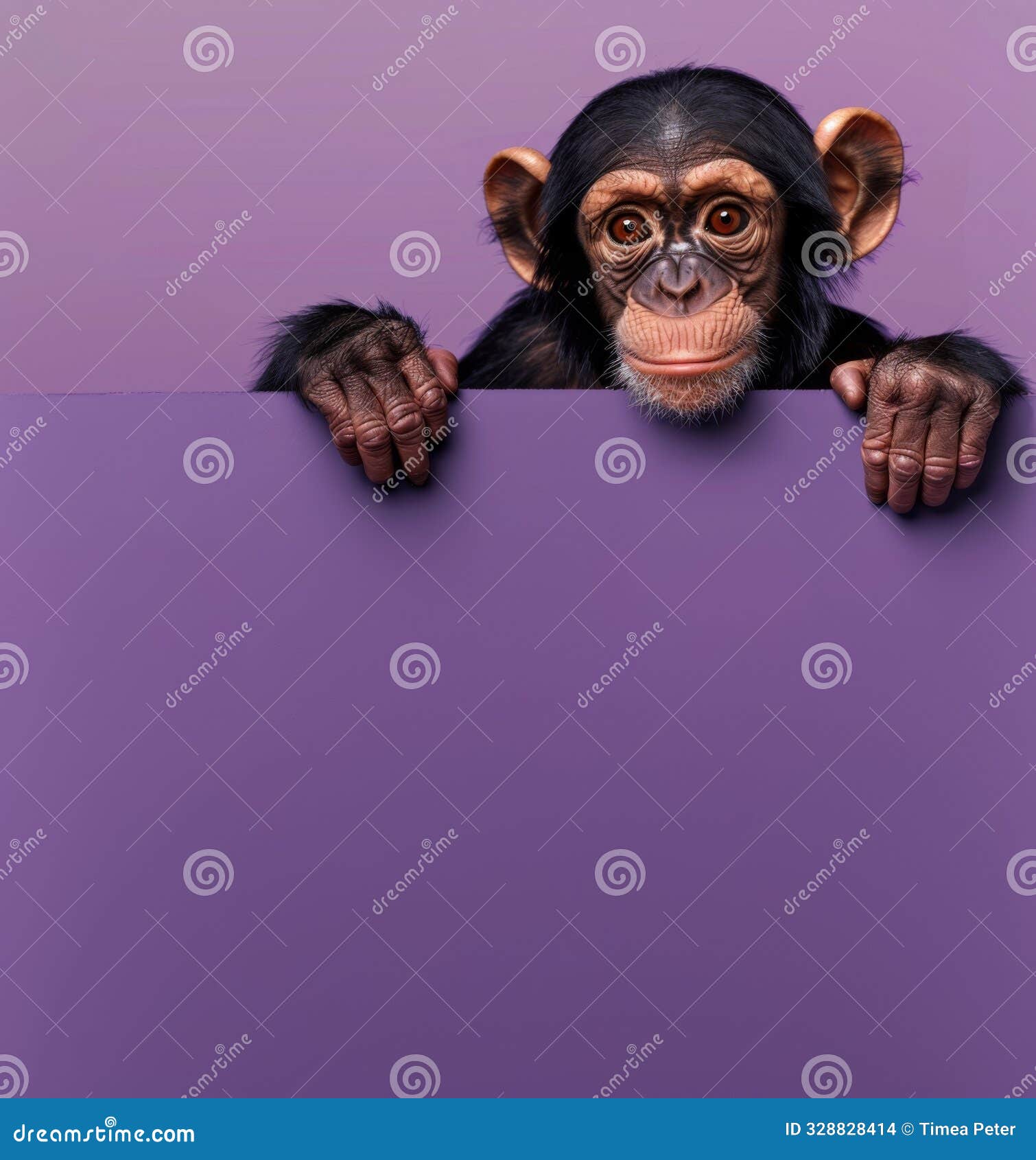 Curious Chimp Behind the Wall Stock Illustration - Illustration of ...