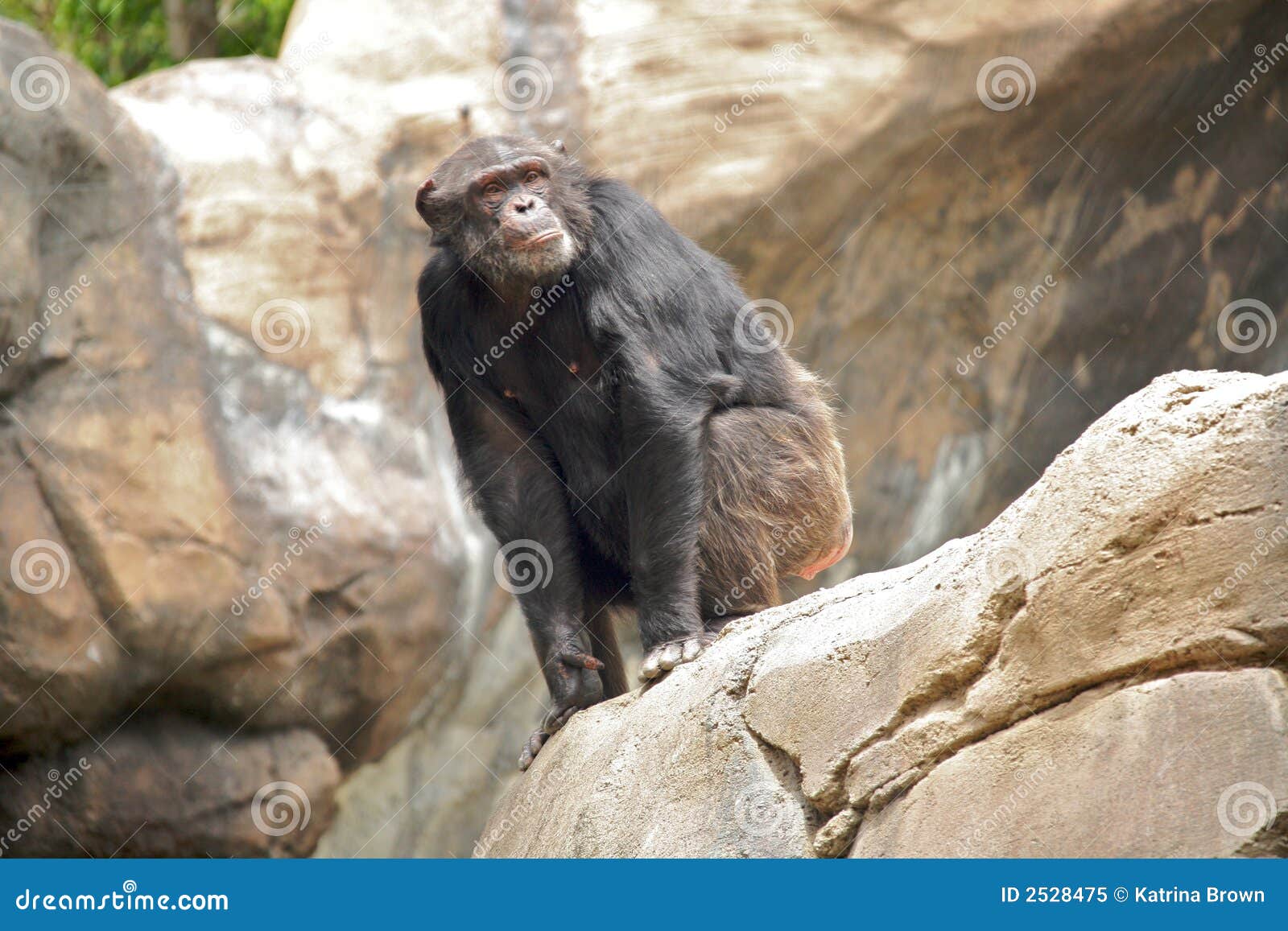 Curious Chimpanzee stock image. Image of vacation, beauty - 2528475