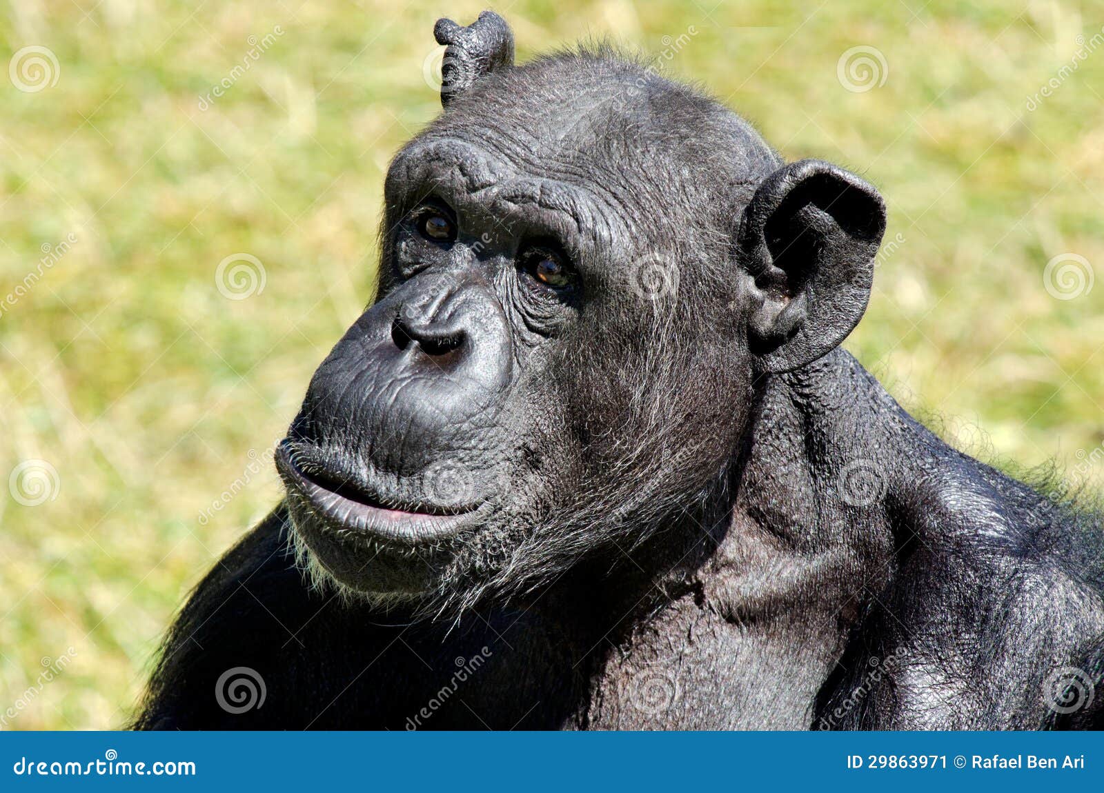 Chimpanzee stock image. Image of sweet, male, black, relaxed - 29863971