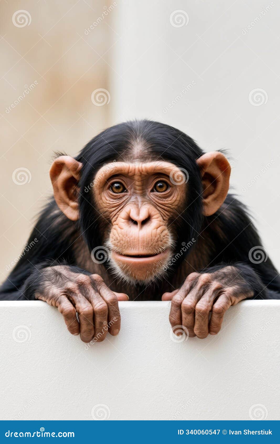 Curious Chimpanzee Peeking Over a White Surface. Stock Image - Image of ...