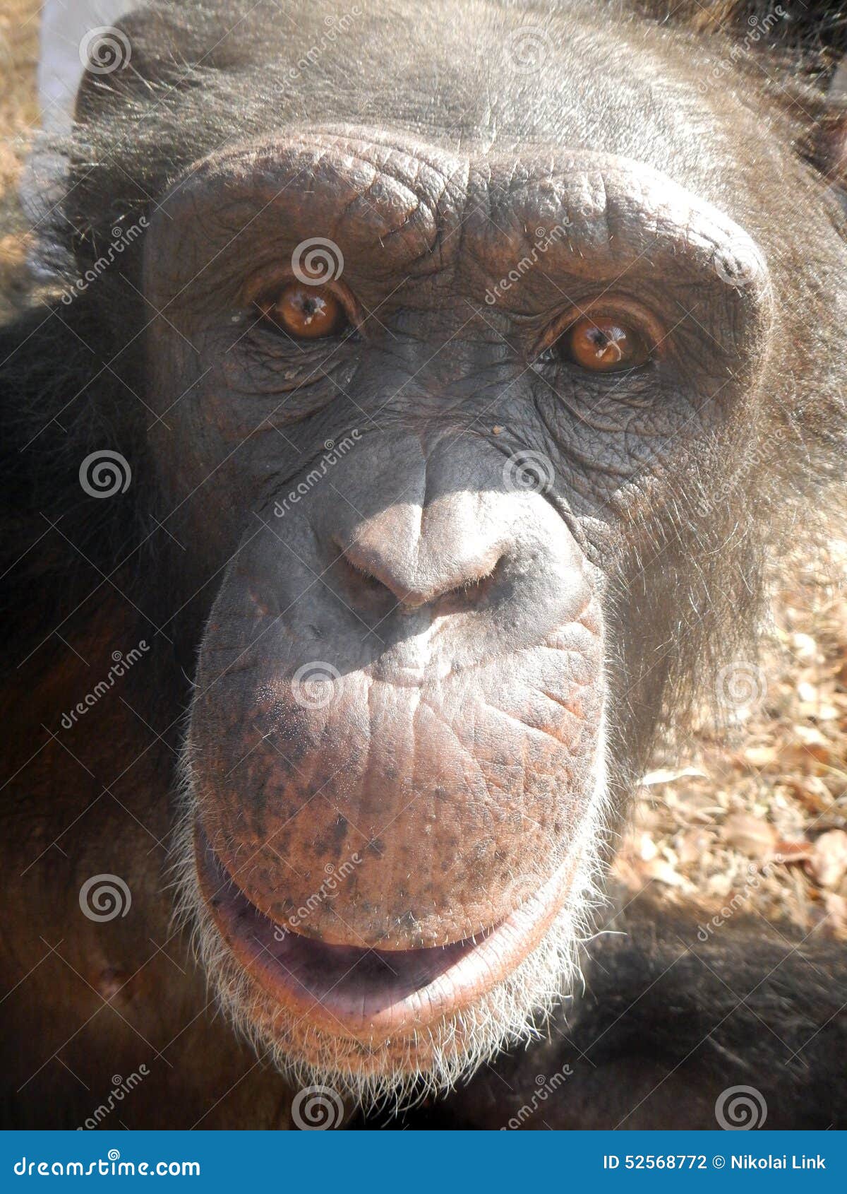 Curious chimpanzee stock photo. Image of holiday, chimpanzee - 52568772